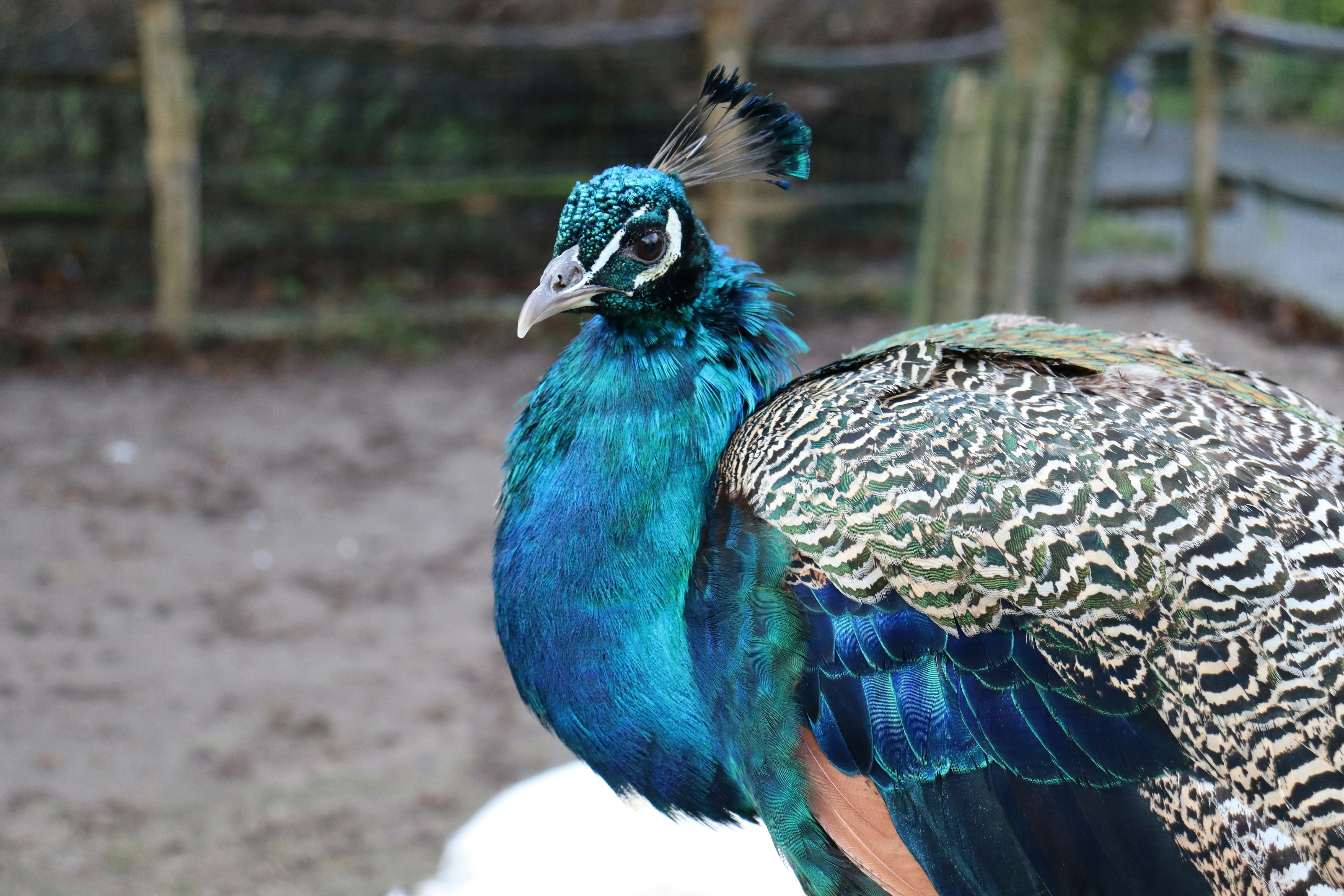 a blue and green bird standing on top of a snow covered ground