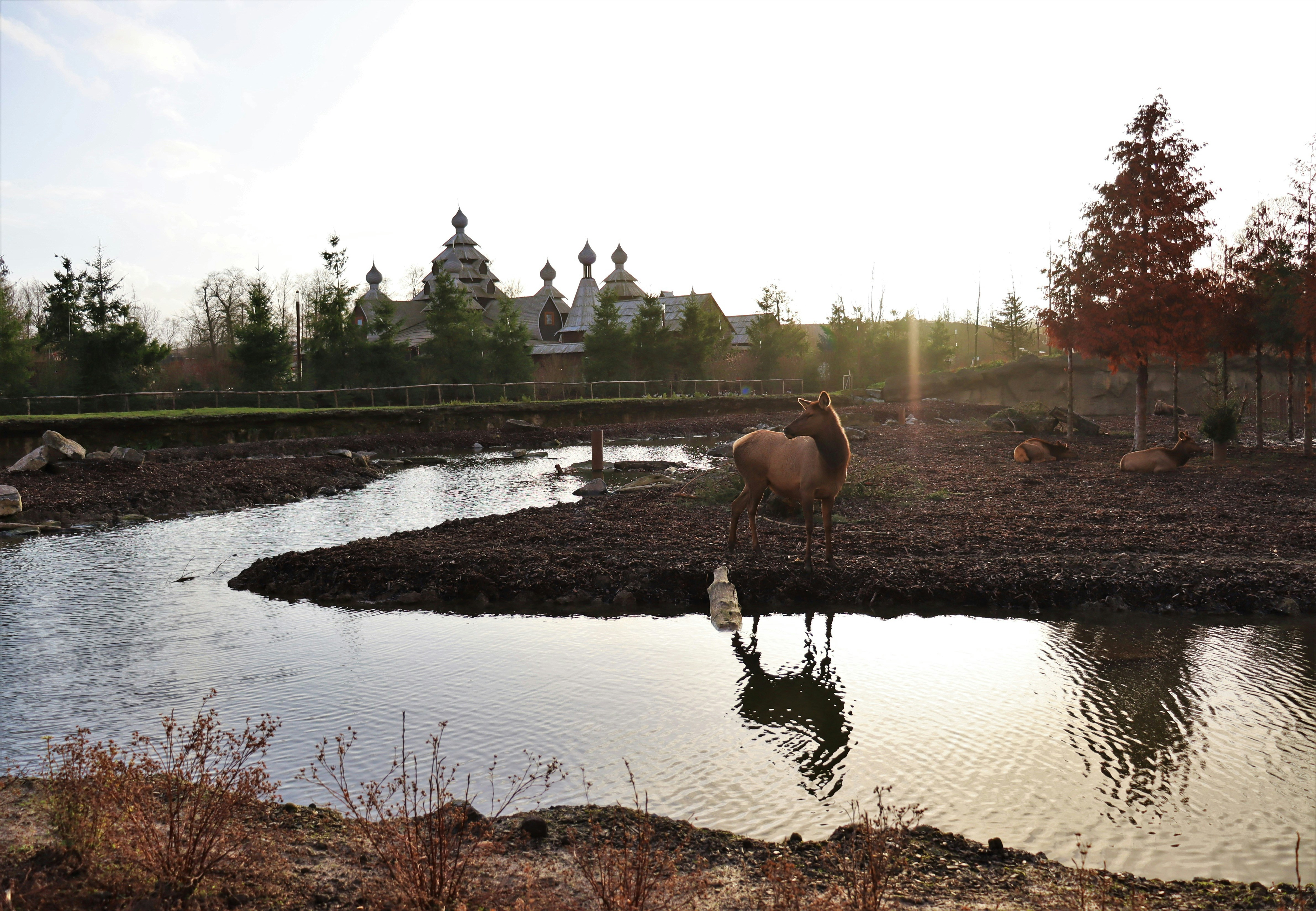 a horse standing in the middle of a body of water
