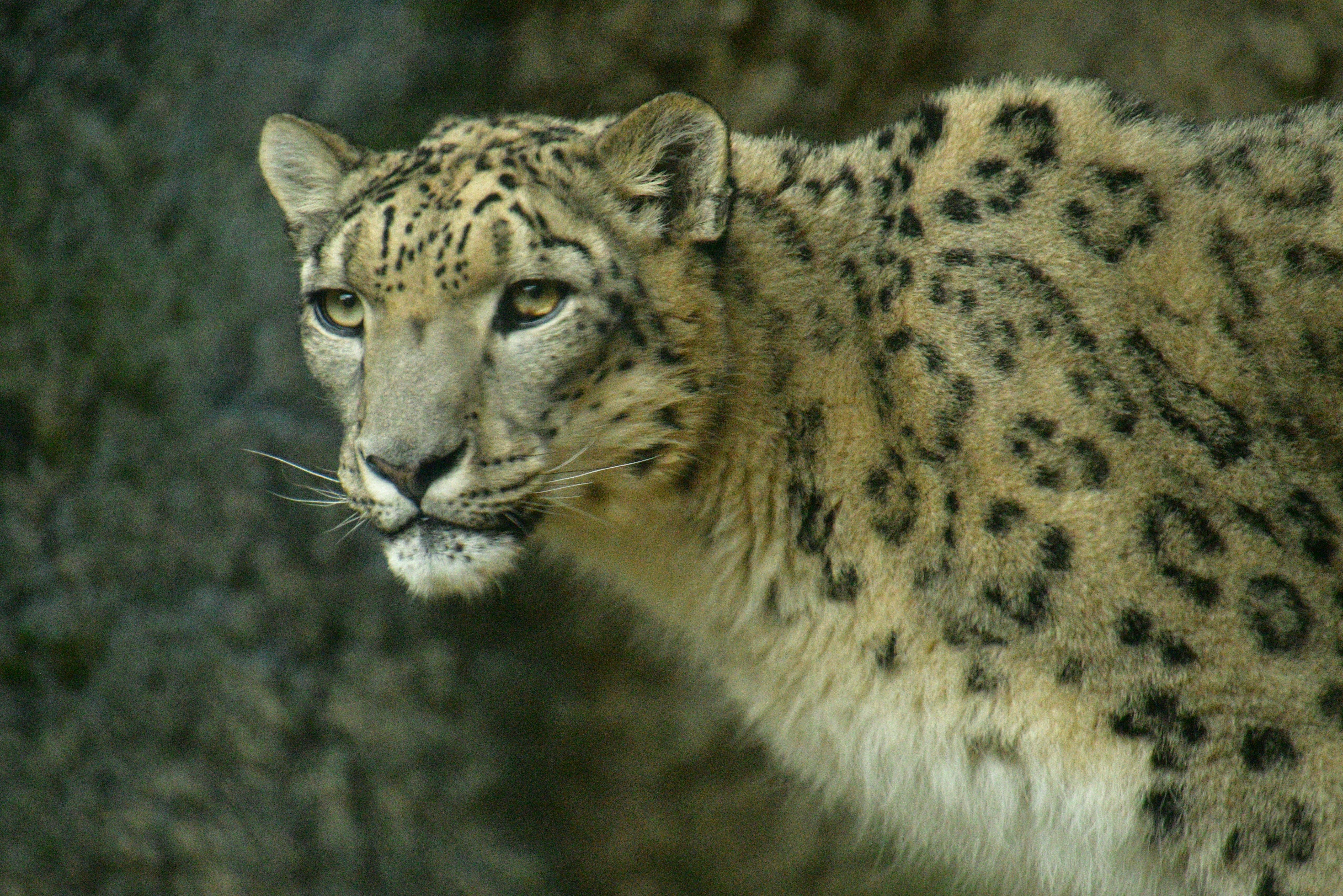A close up of a snow leopard looking at the camera photo – Free Animal ...
