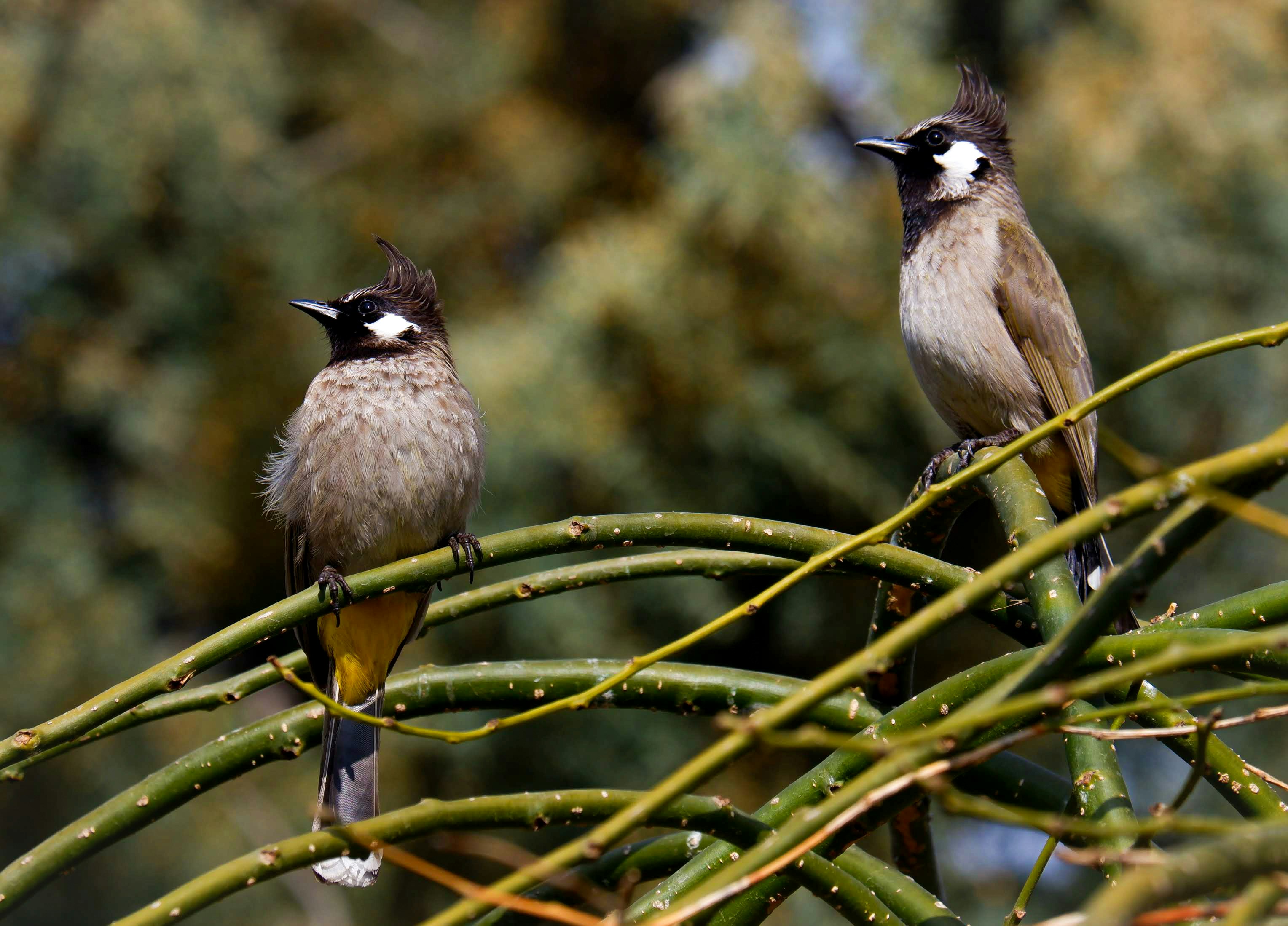 Harmony Amongst the Branches