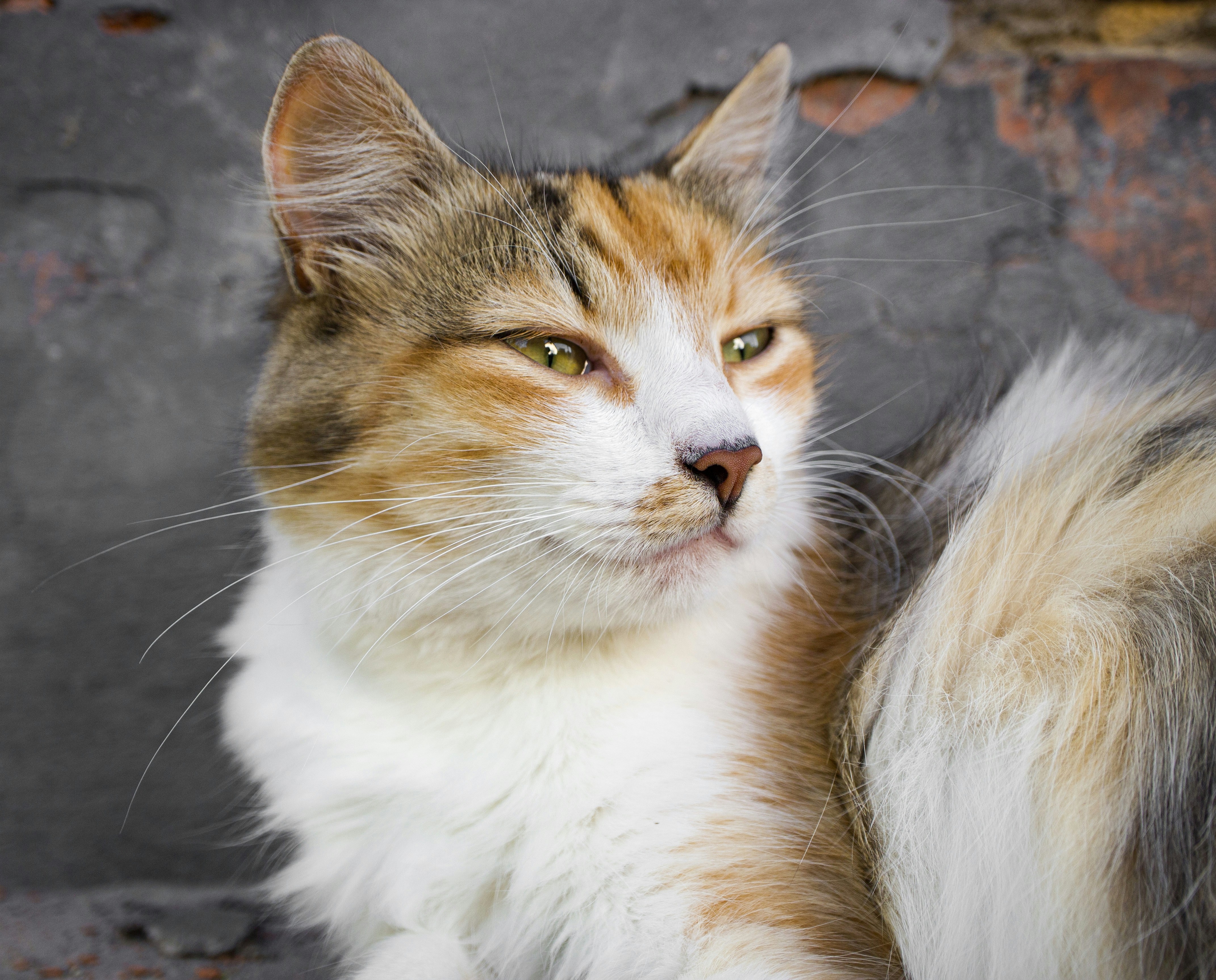 A close up of a cat with a brick wall in the background photo – Free ...