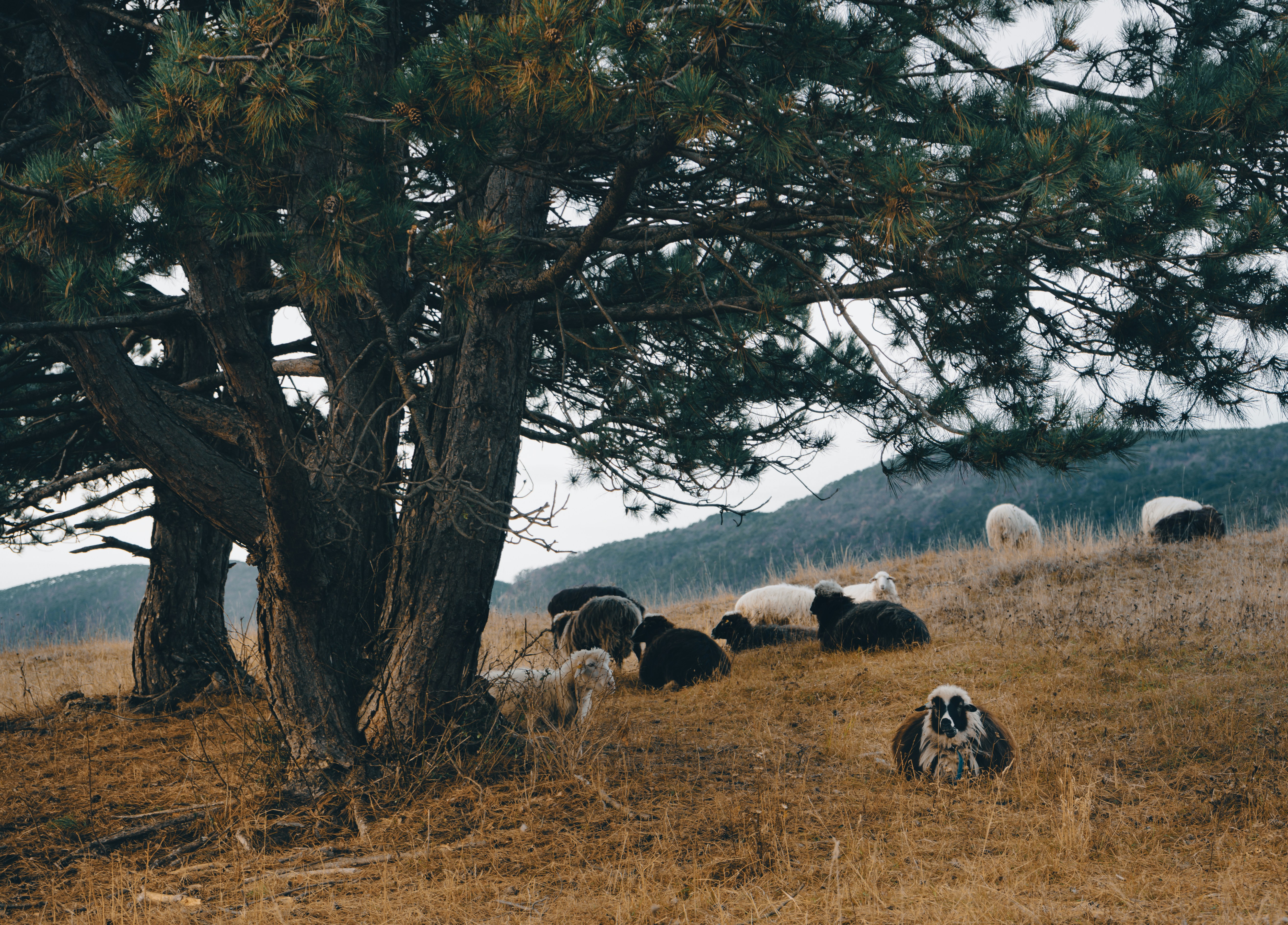 a herd of sheep standing on top of a grass covered field