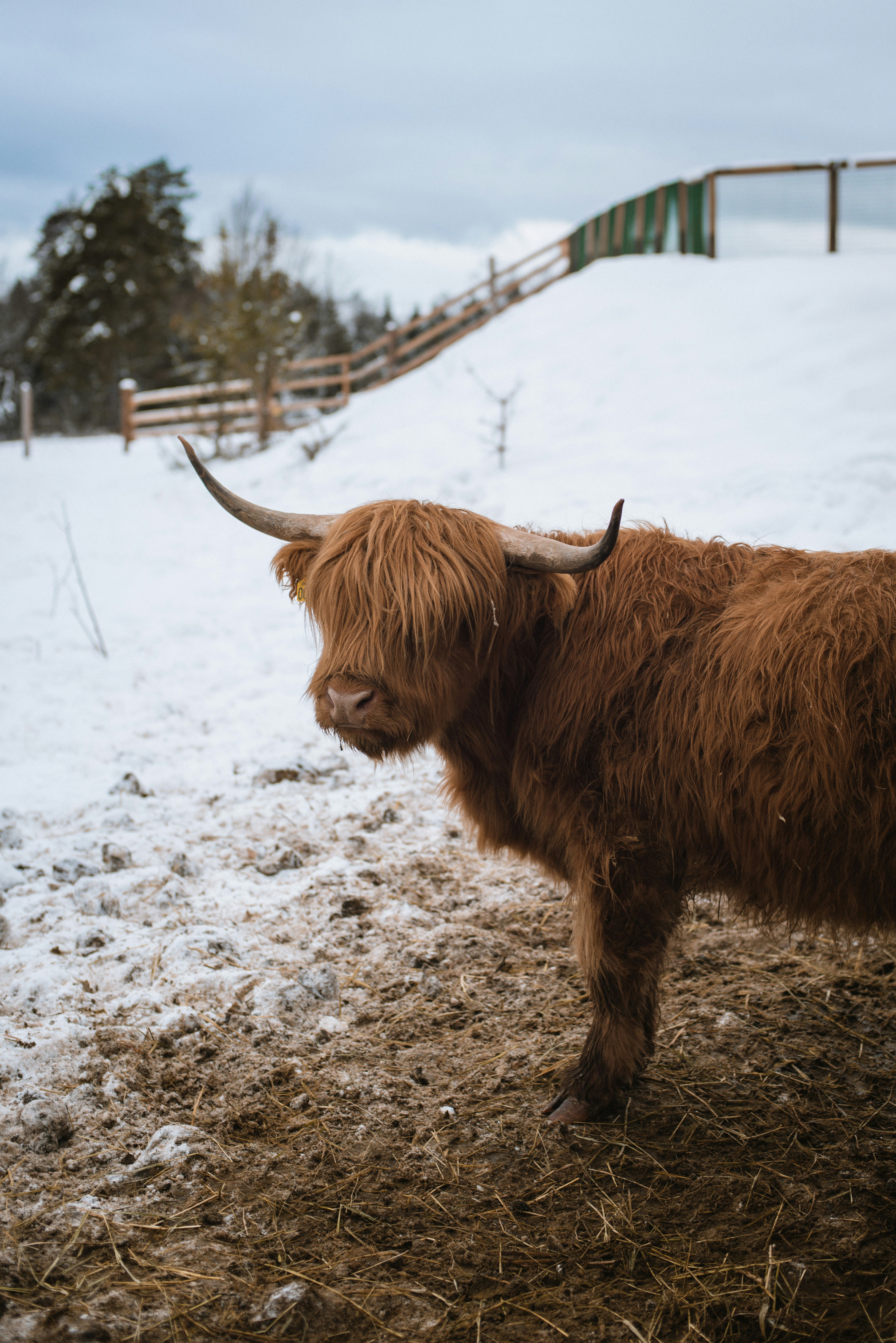 a brown cow standing on top of a snow covered fieldJuli Kosolapova