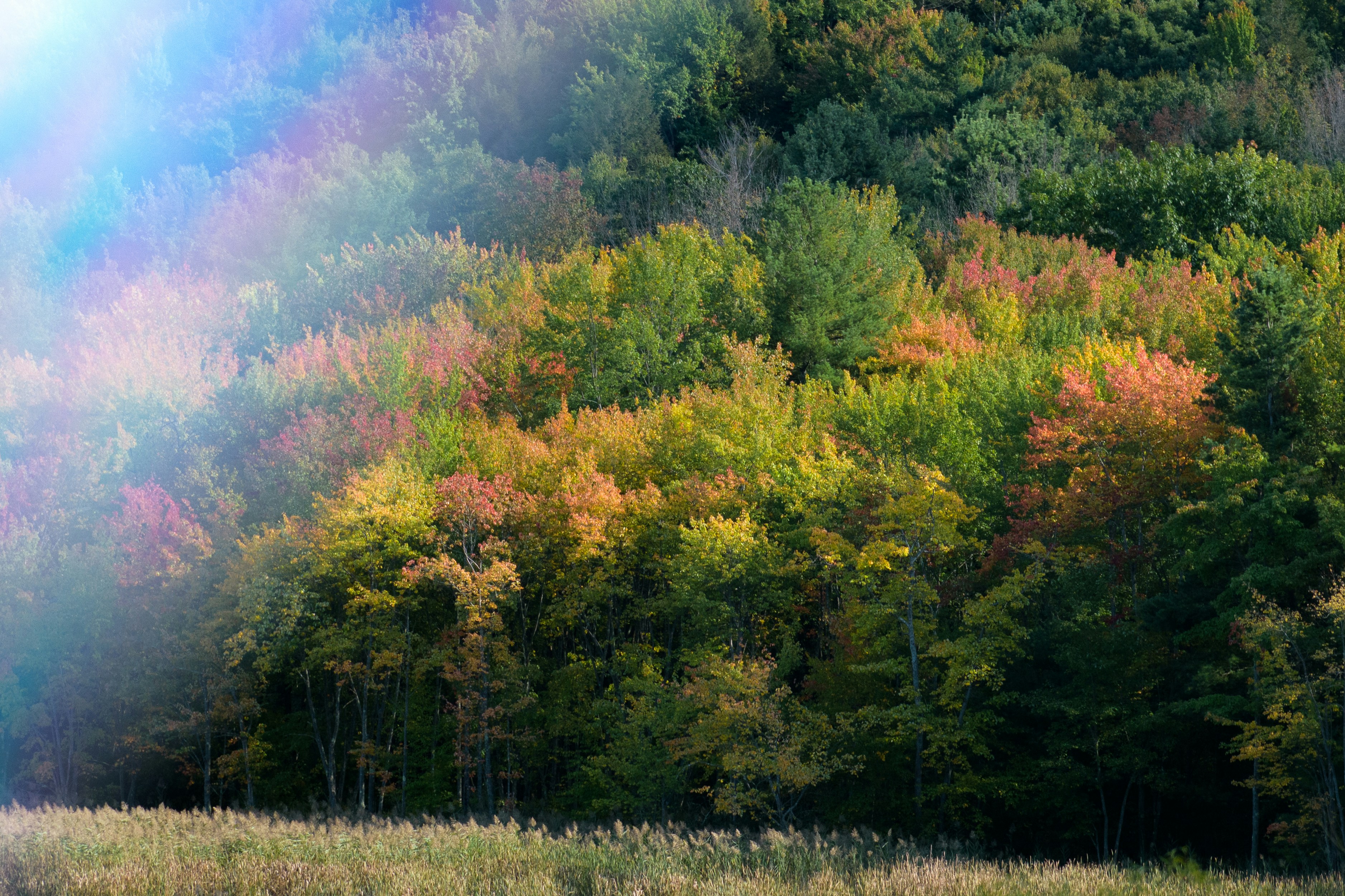 Amber Canopy Over a Quiet Meadow