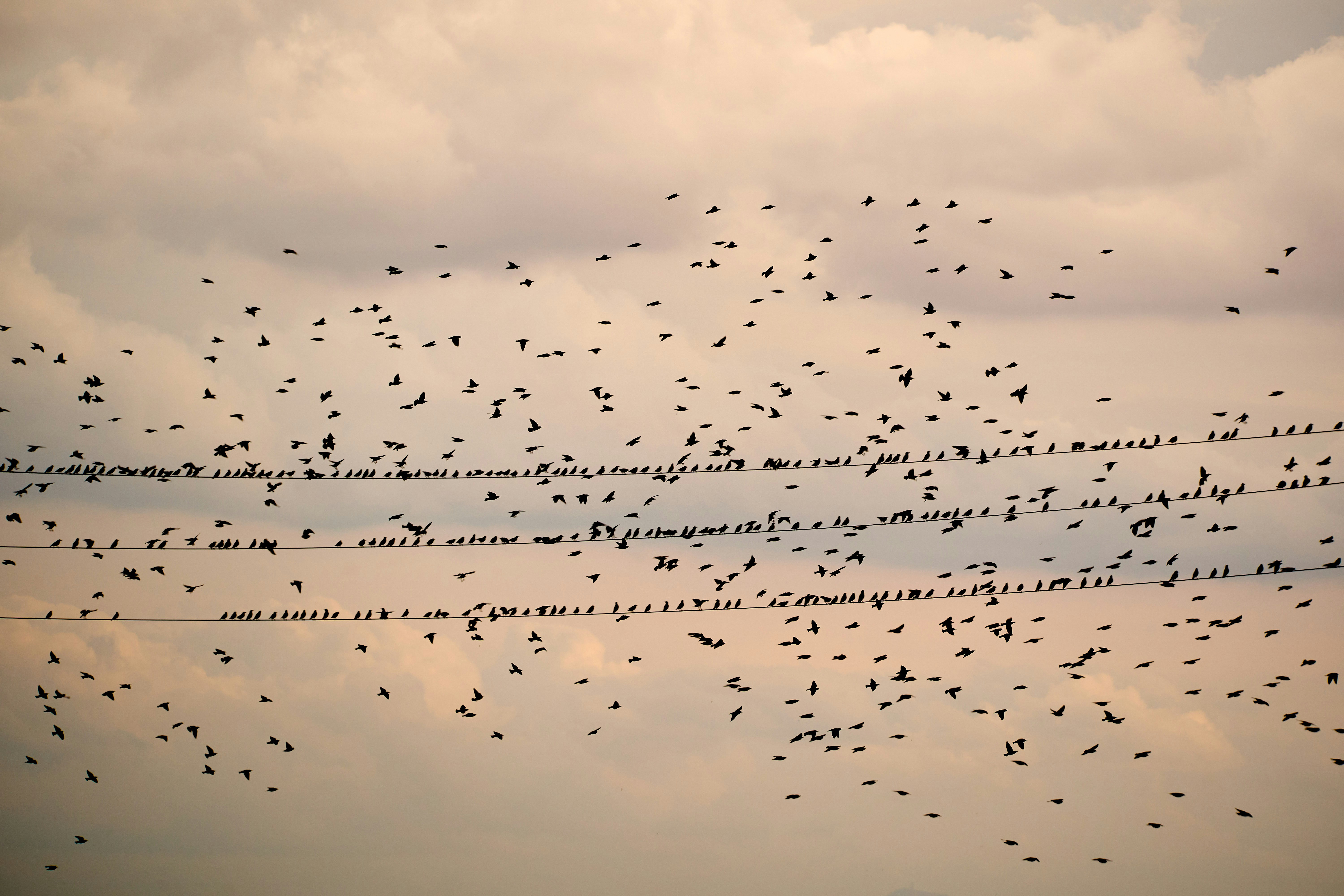 Flock of birds gathering on power lines against a backdrop of soft, cloudy skies. Their formation creates a dynamic visual pattern.