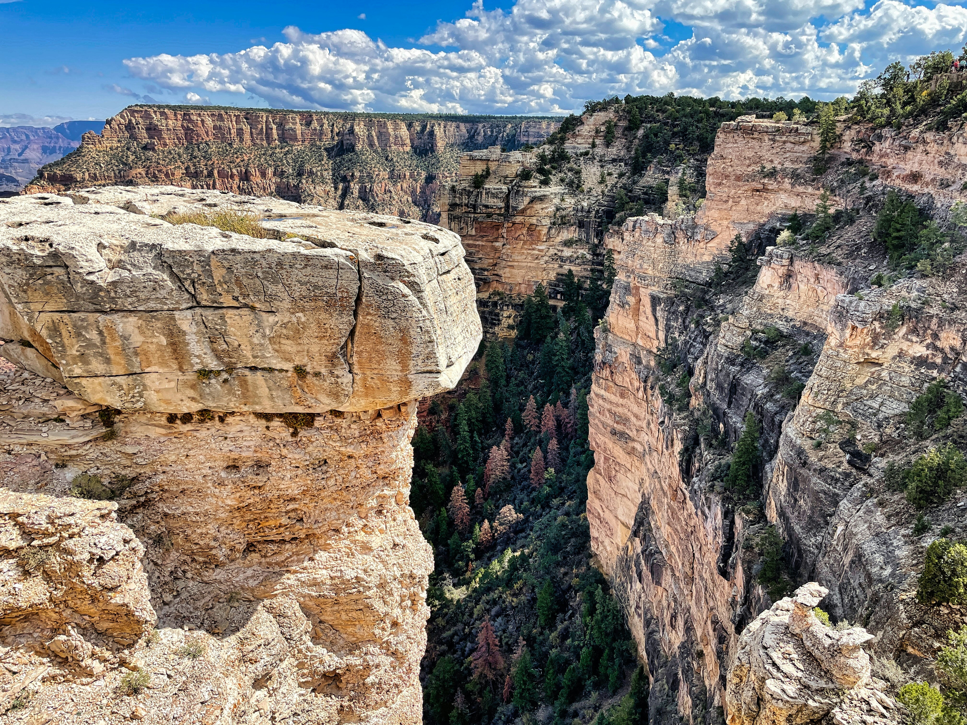 Rim View: Sunlit Limestone Edges Over a Verdant Canyon