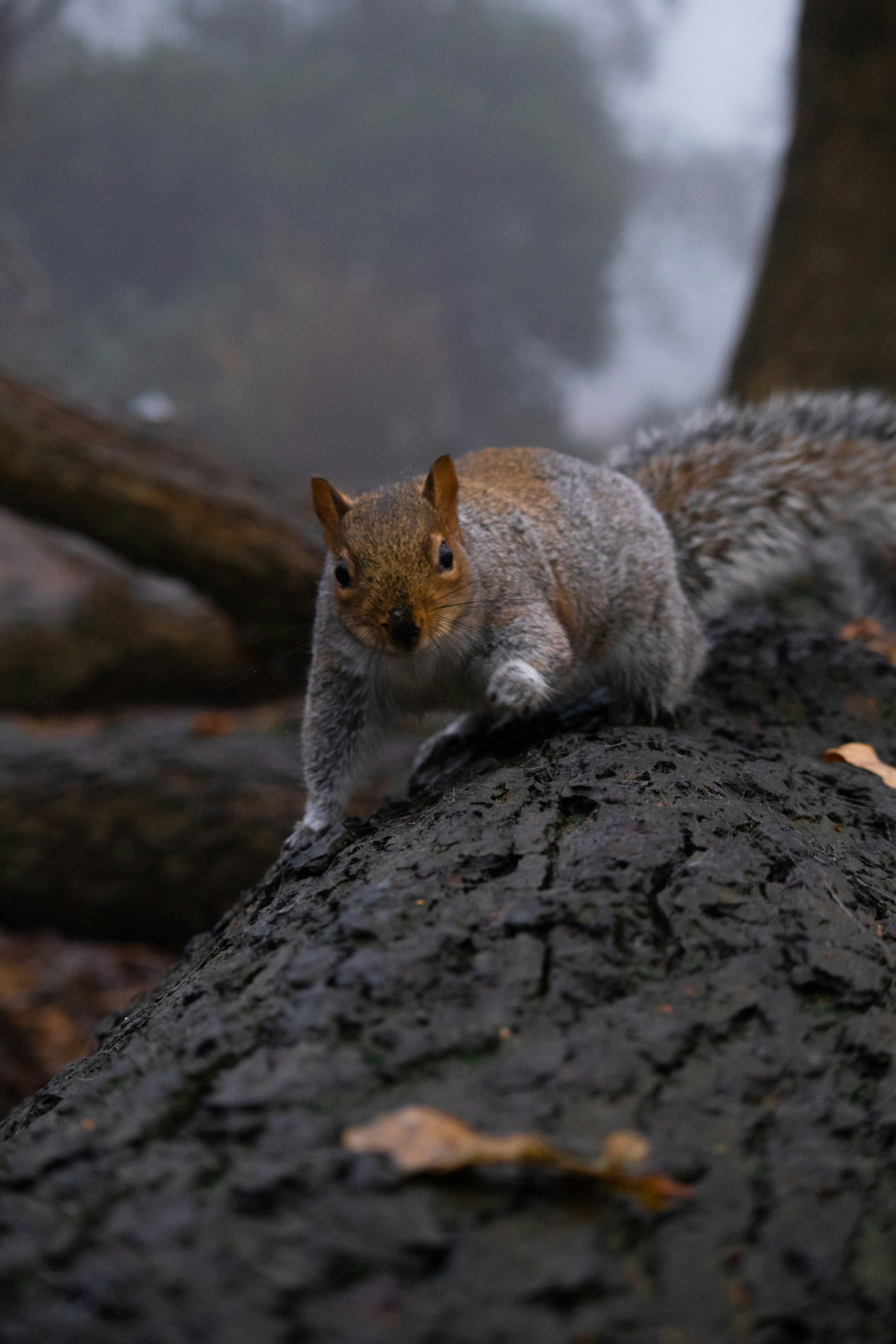 A gray squirrel navigating a moss-covered log in a foggy forest, showcasing its inquisitive nature. The scene captures the essence of wildlife in a tranquil setting.