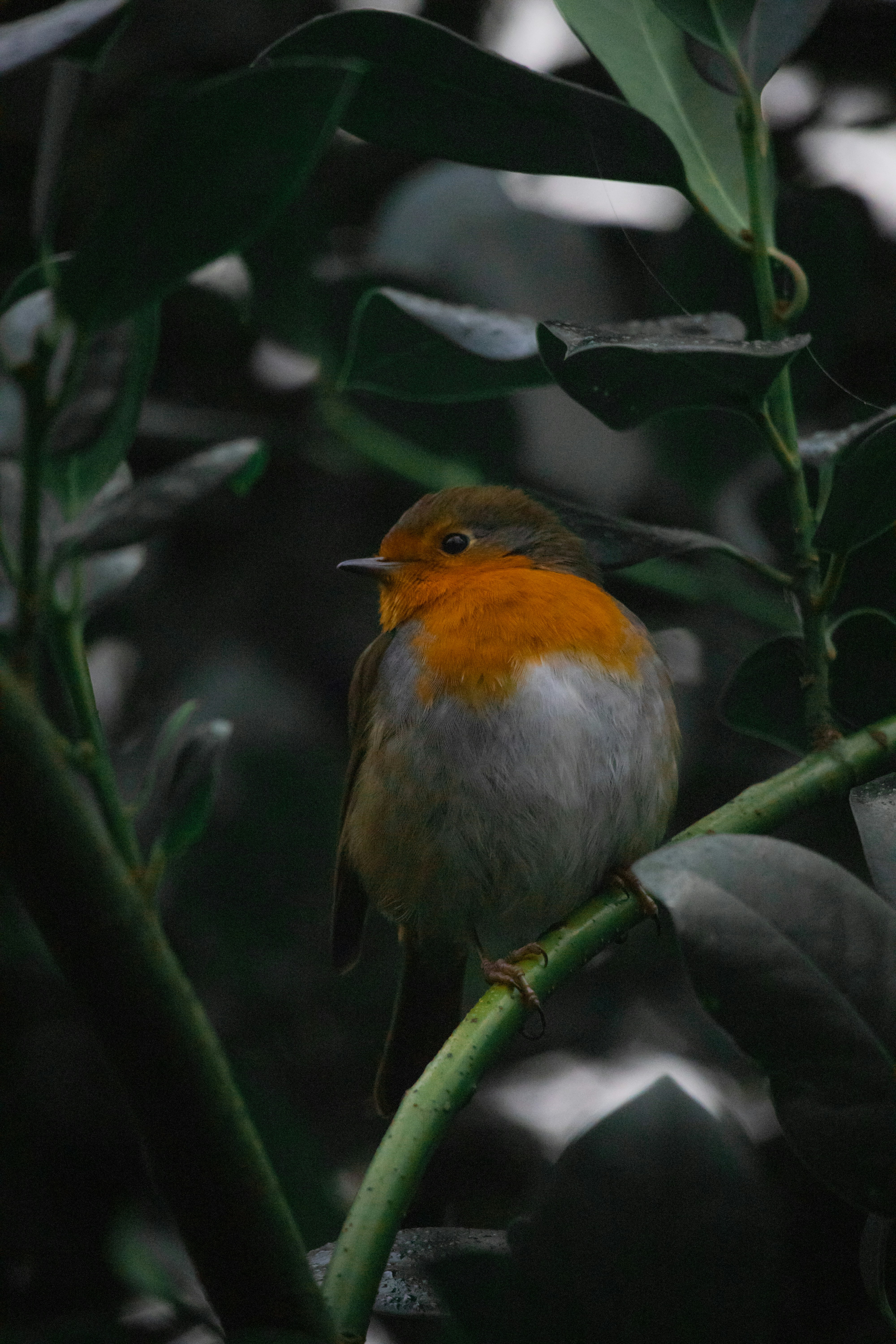 Ember in the Shade: A Small Bird on a Mossy Branch
