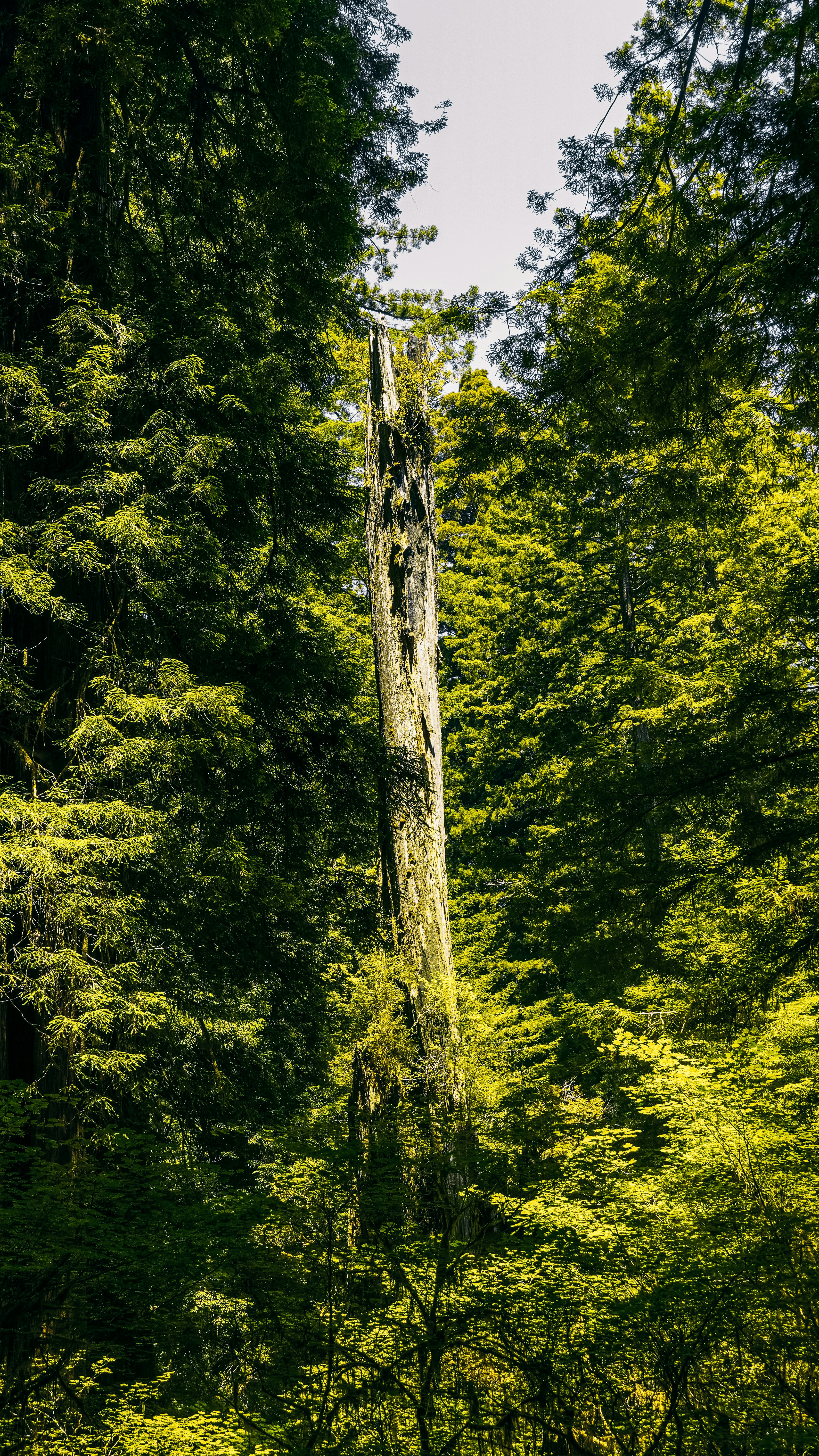 The Weathered Sentinel: A lone dead trunk rises through an emerald canopy