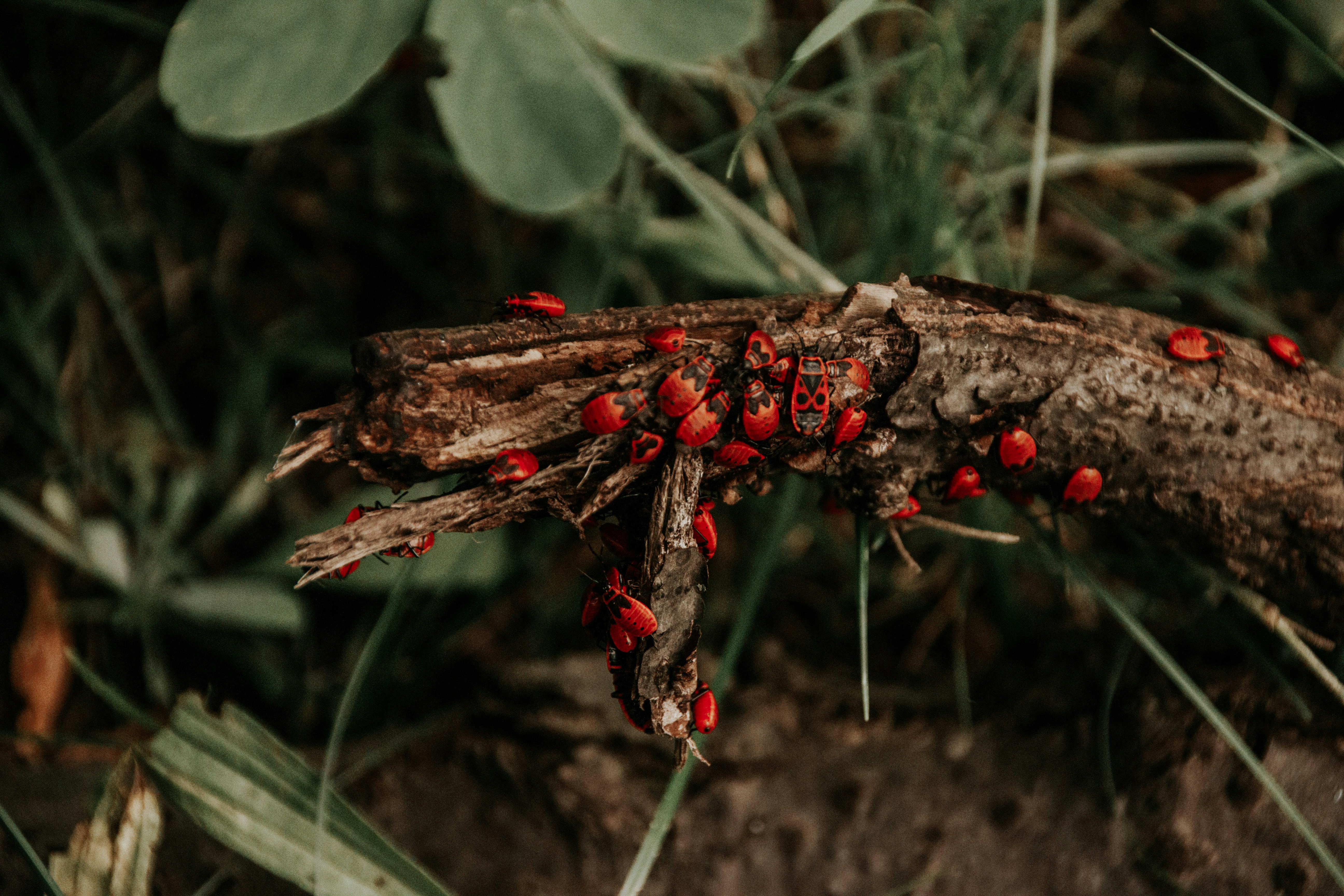 a bunch of red berries sitting on top of a tree branch