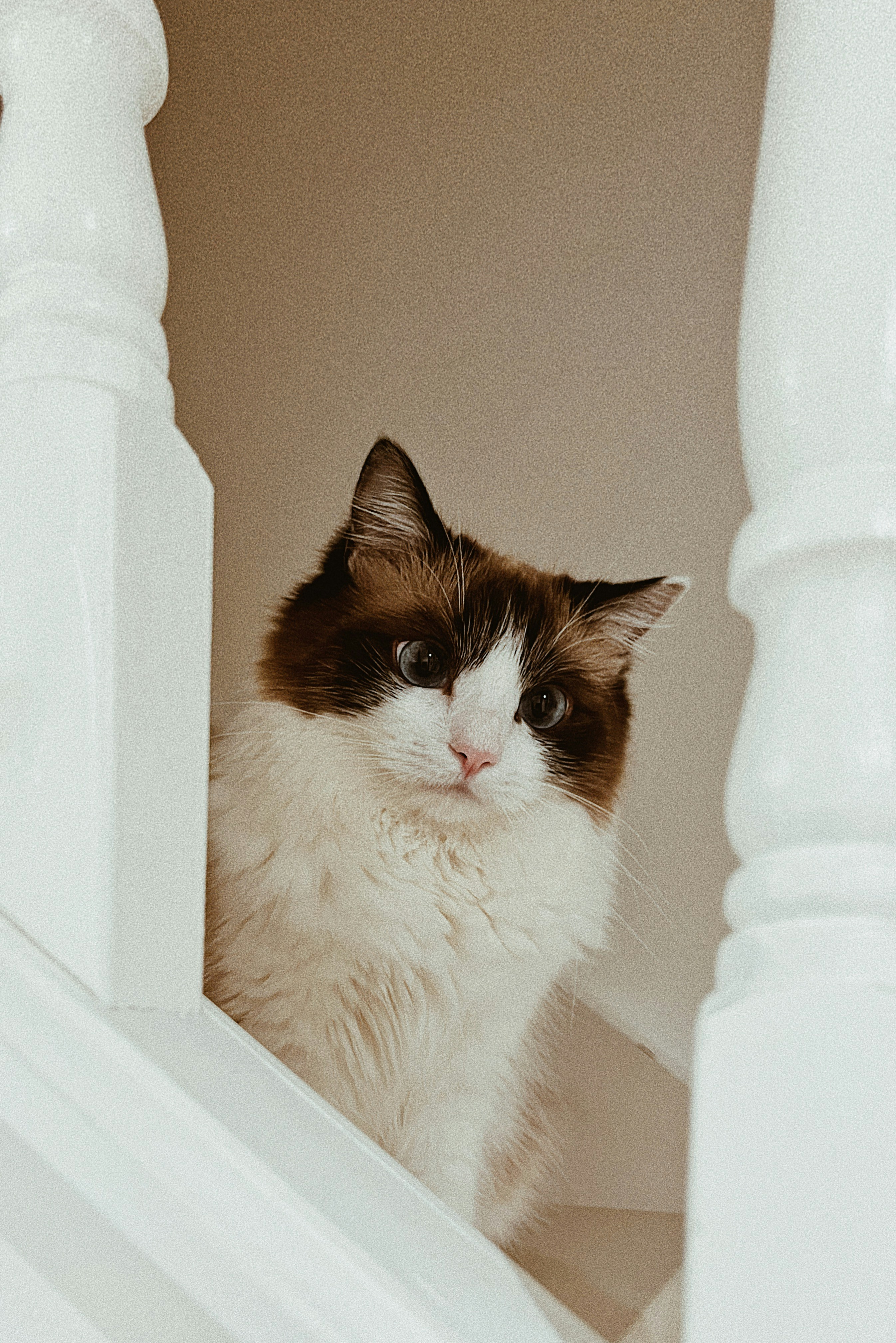 Foto Un gato blanco y negro sentado encima de una escalera – Imagen ...