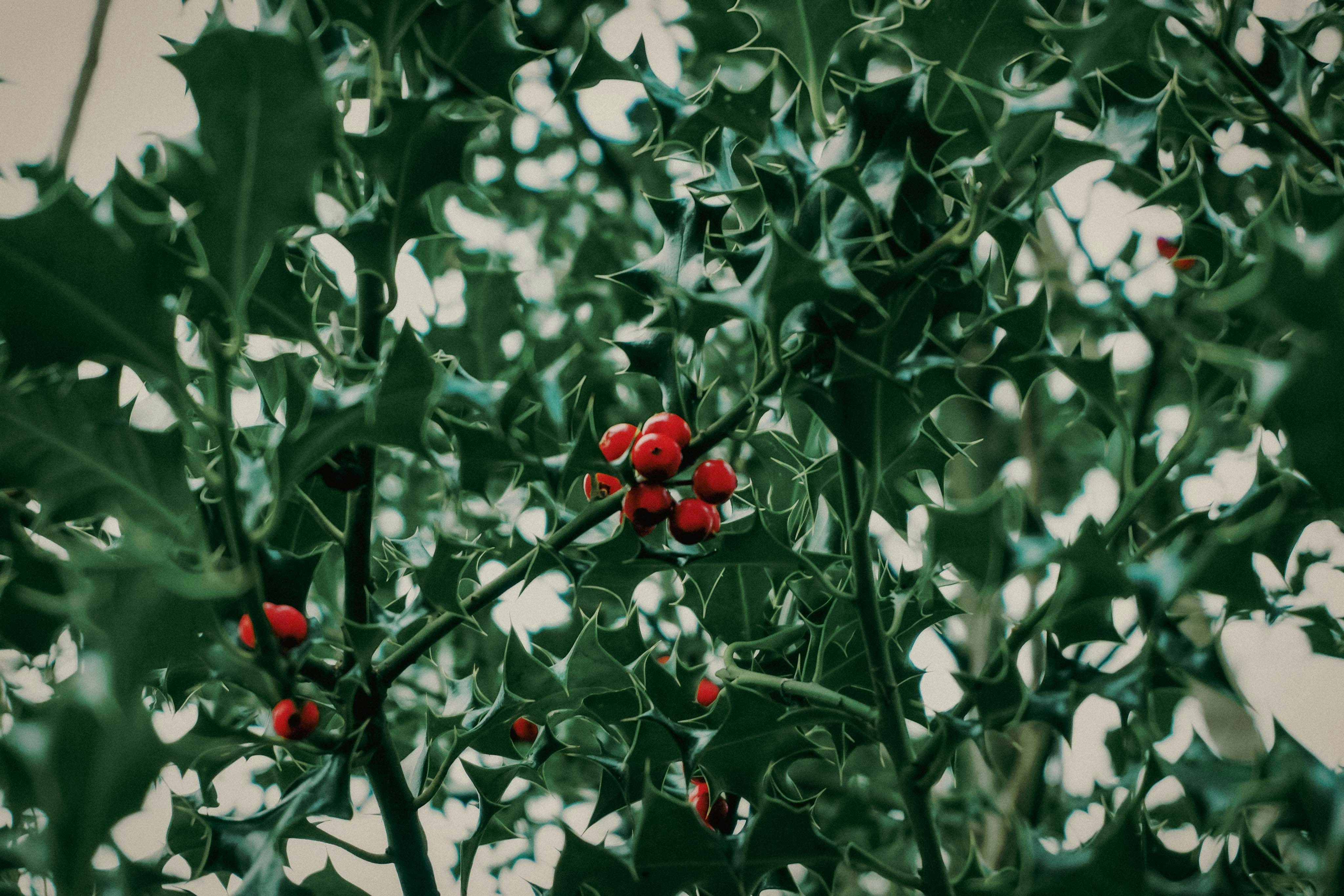 Holly Tree Pictures | Download Free Images on Unsplash