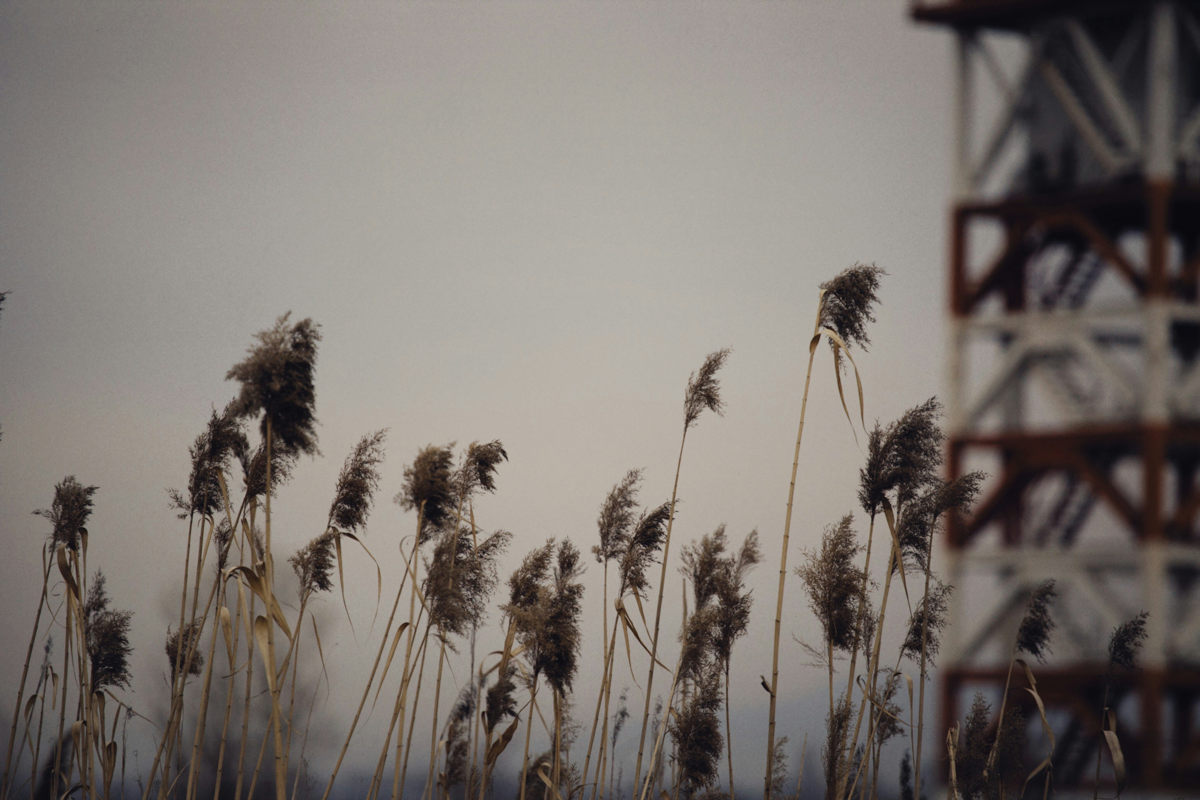 Reed silhouettes against a distant lattice tower at dusk