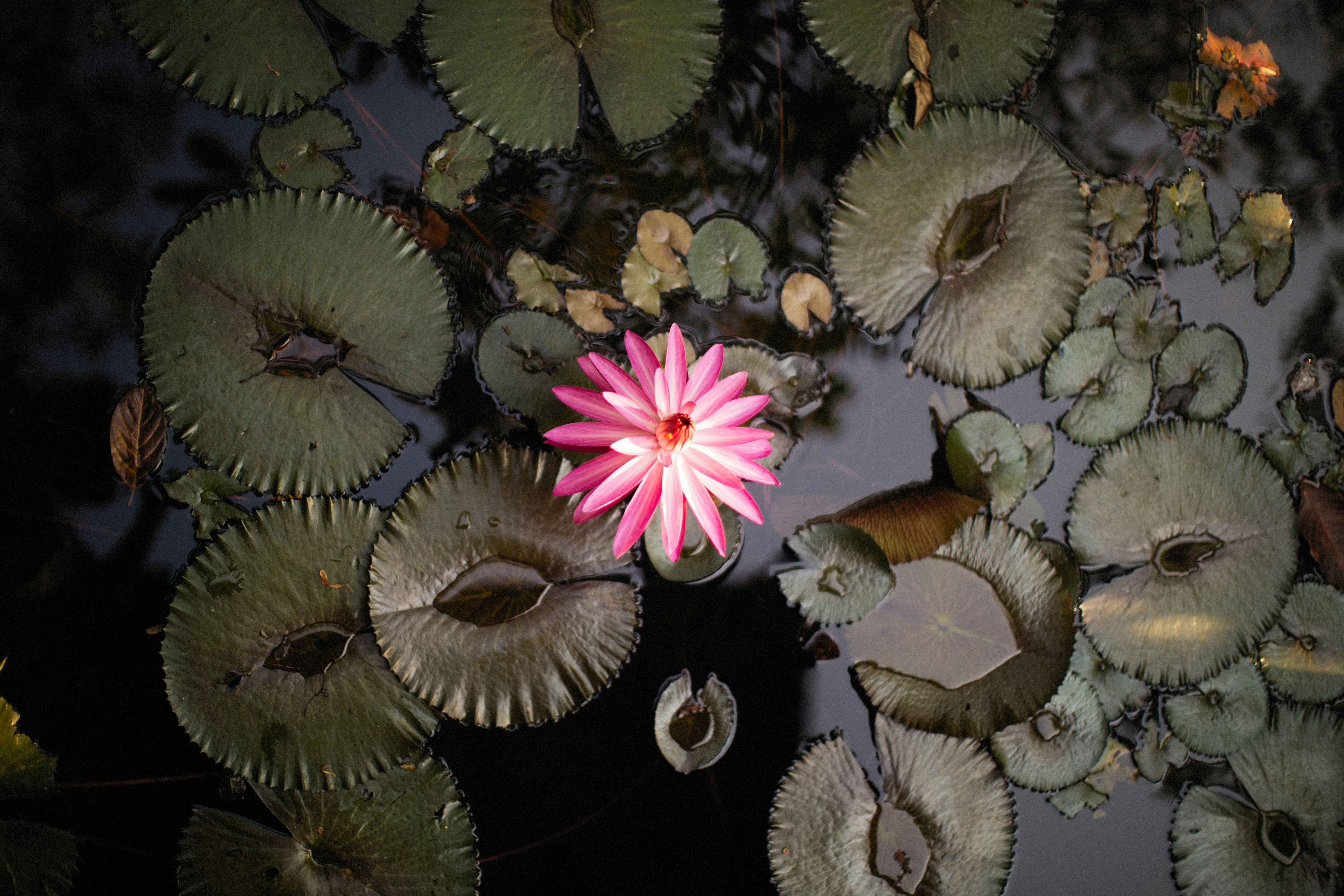 a pink flower floating in a pond of water