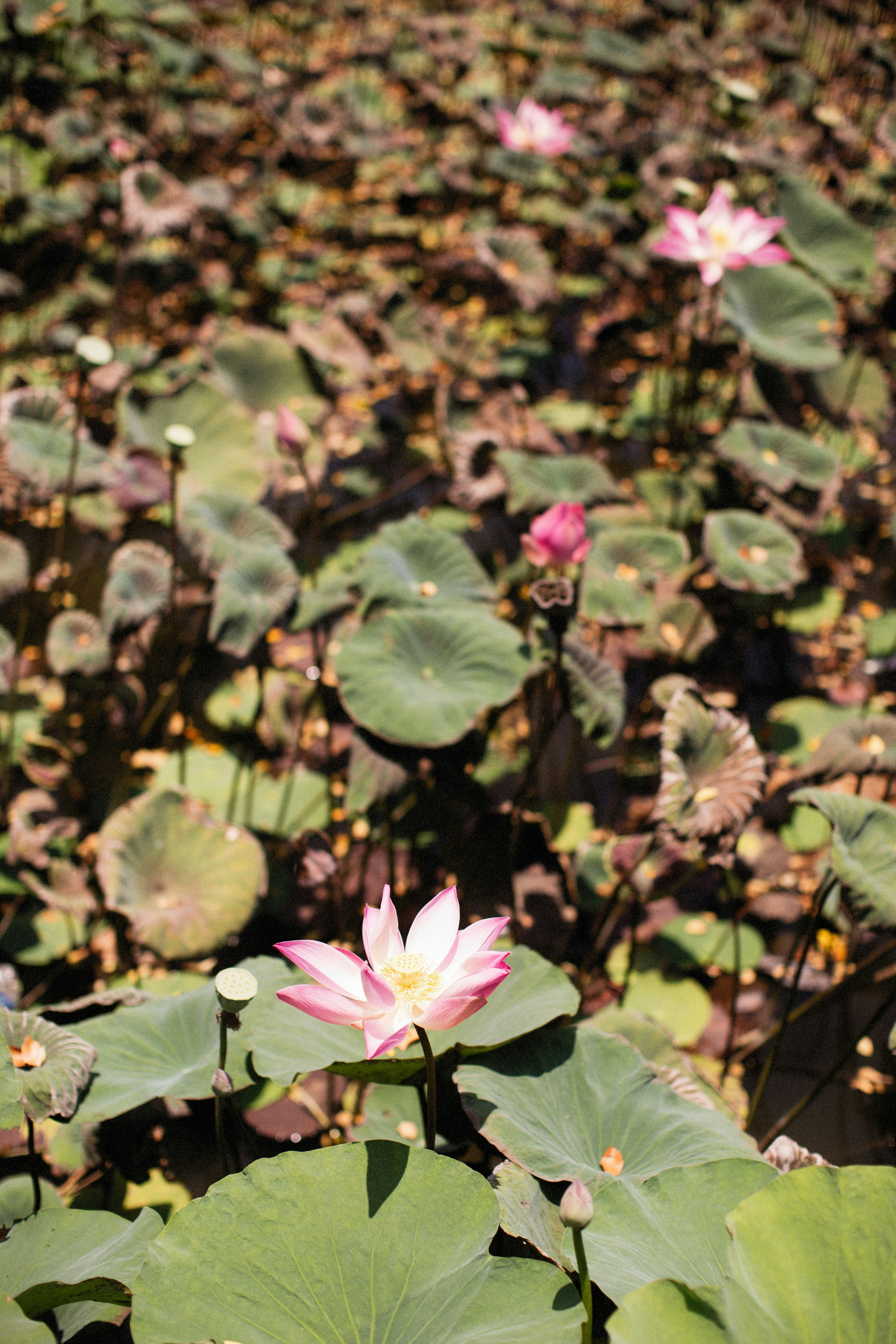 a field full of water lilies and green leaves