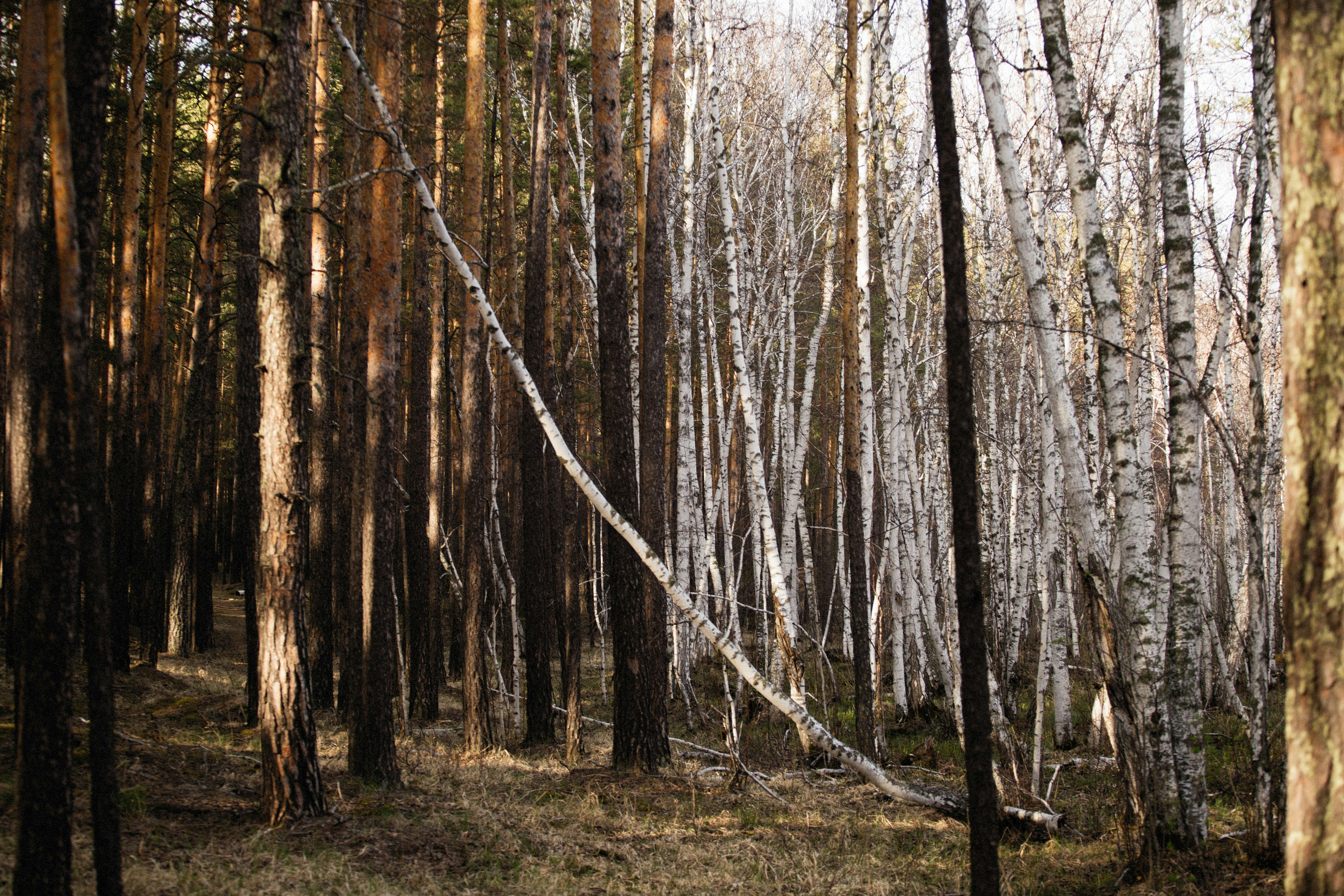Birch Columns in Quiet Light: A Forest’s Subtle Geometry