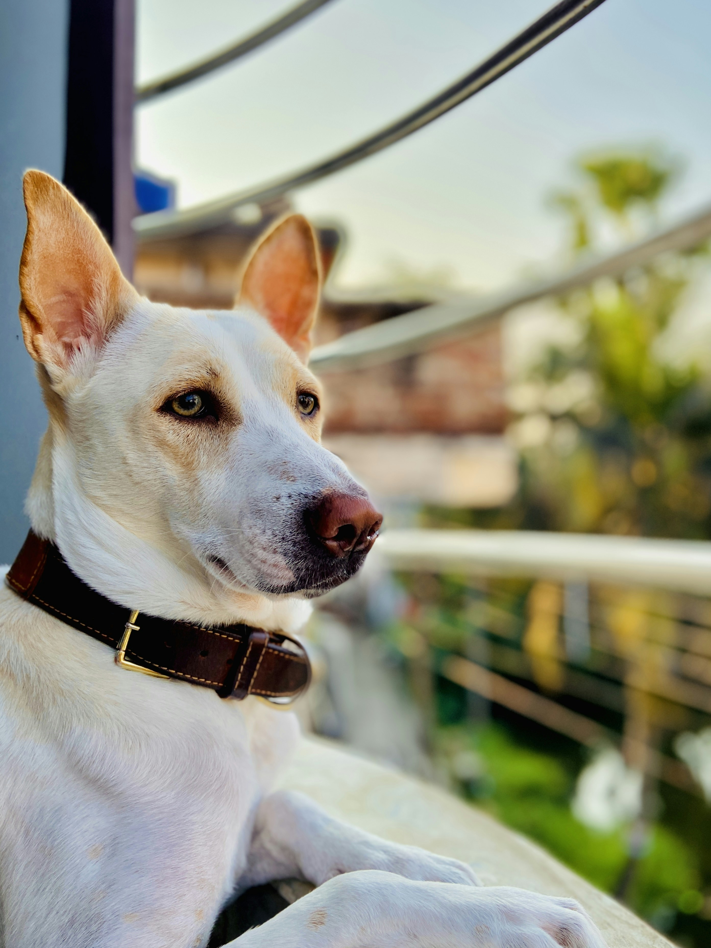 Sunlit Sentinel: a white-coated dog on a breezy balcony