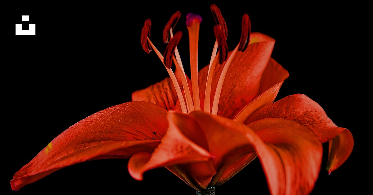 黒い背景に赤い花の接写の写真 Unsplashの無料花写真