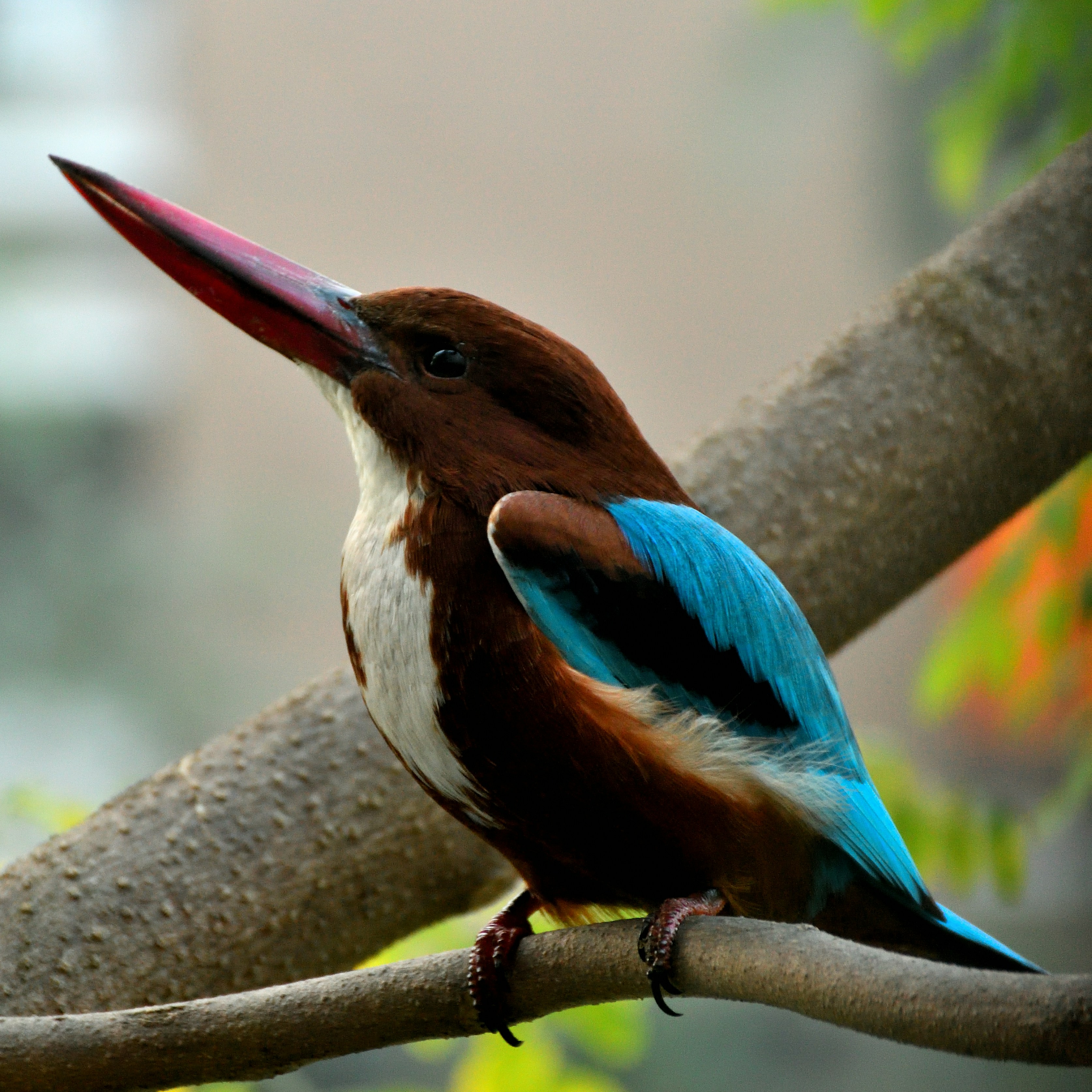 A colorful bird perched on a tree branch photo – Free Kolkata Image on ...