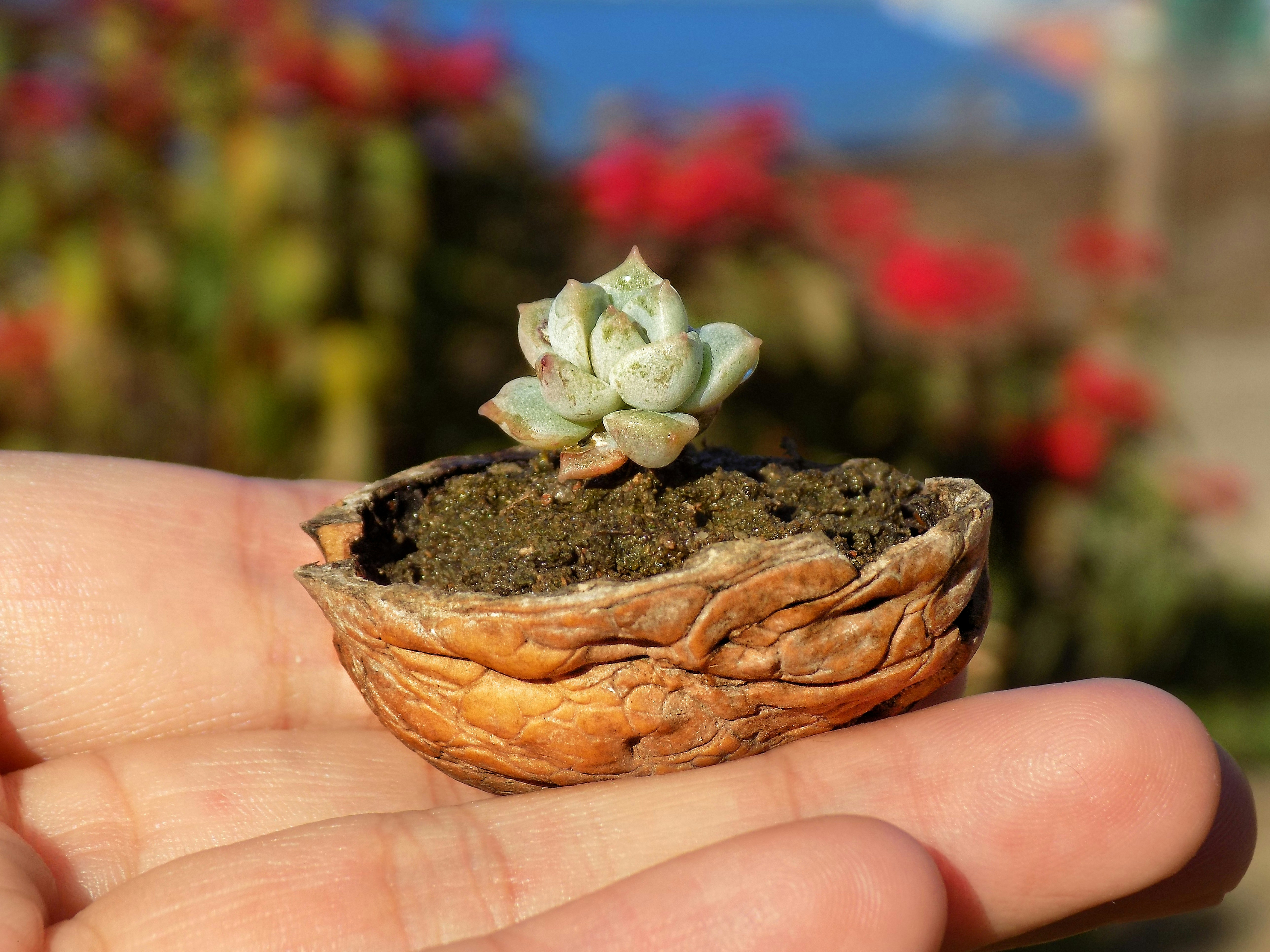 A succulent plant growing in a walnut shell, held in a hand, with colorful flowers blurred in the background.