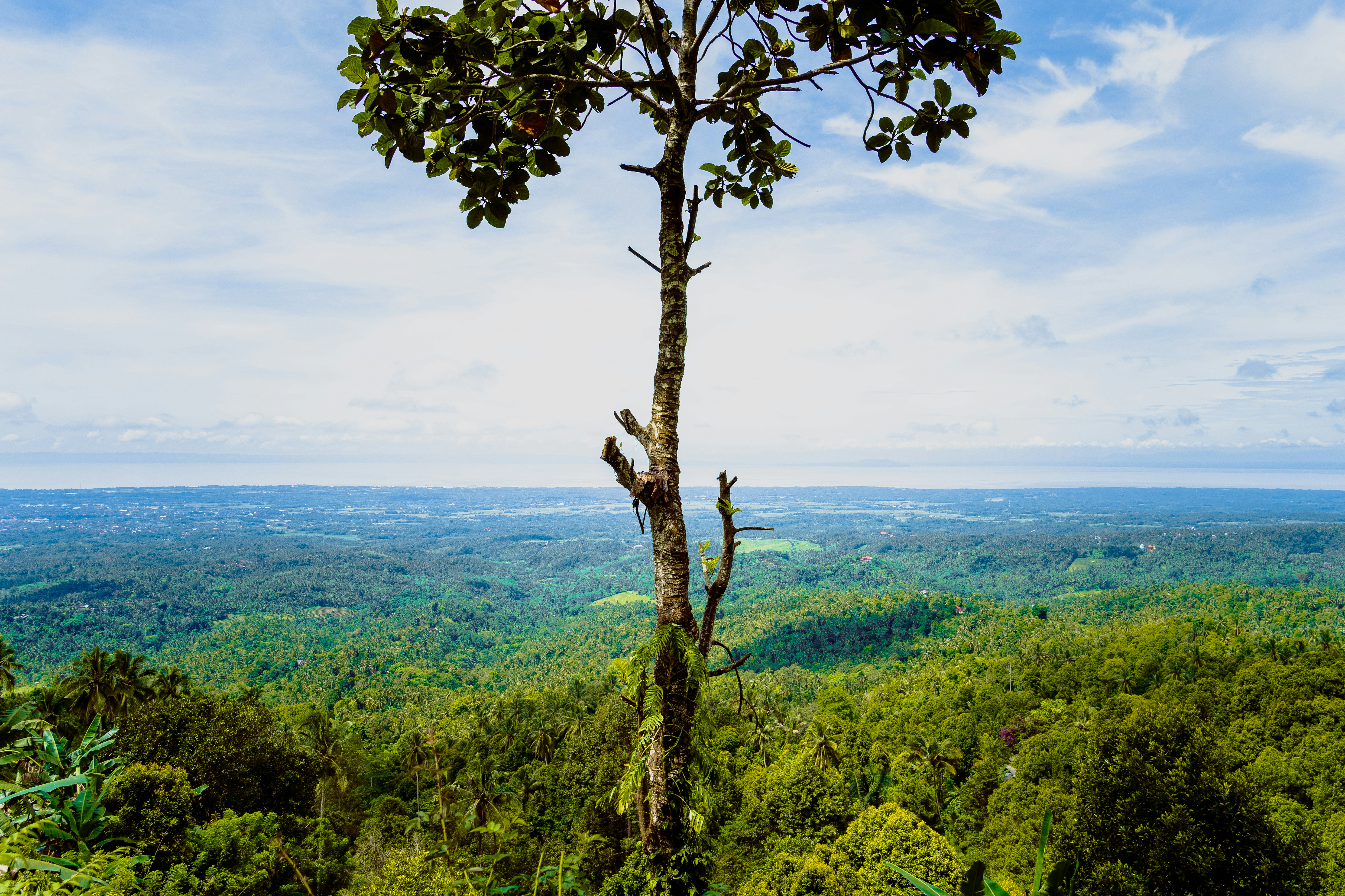 Foto Una vista de un exuberante bosque verde desde un punto de vista ...