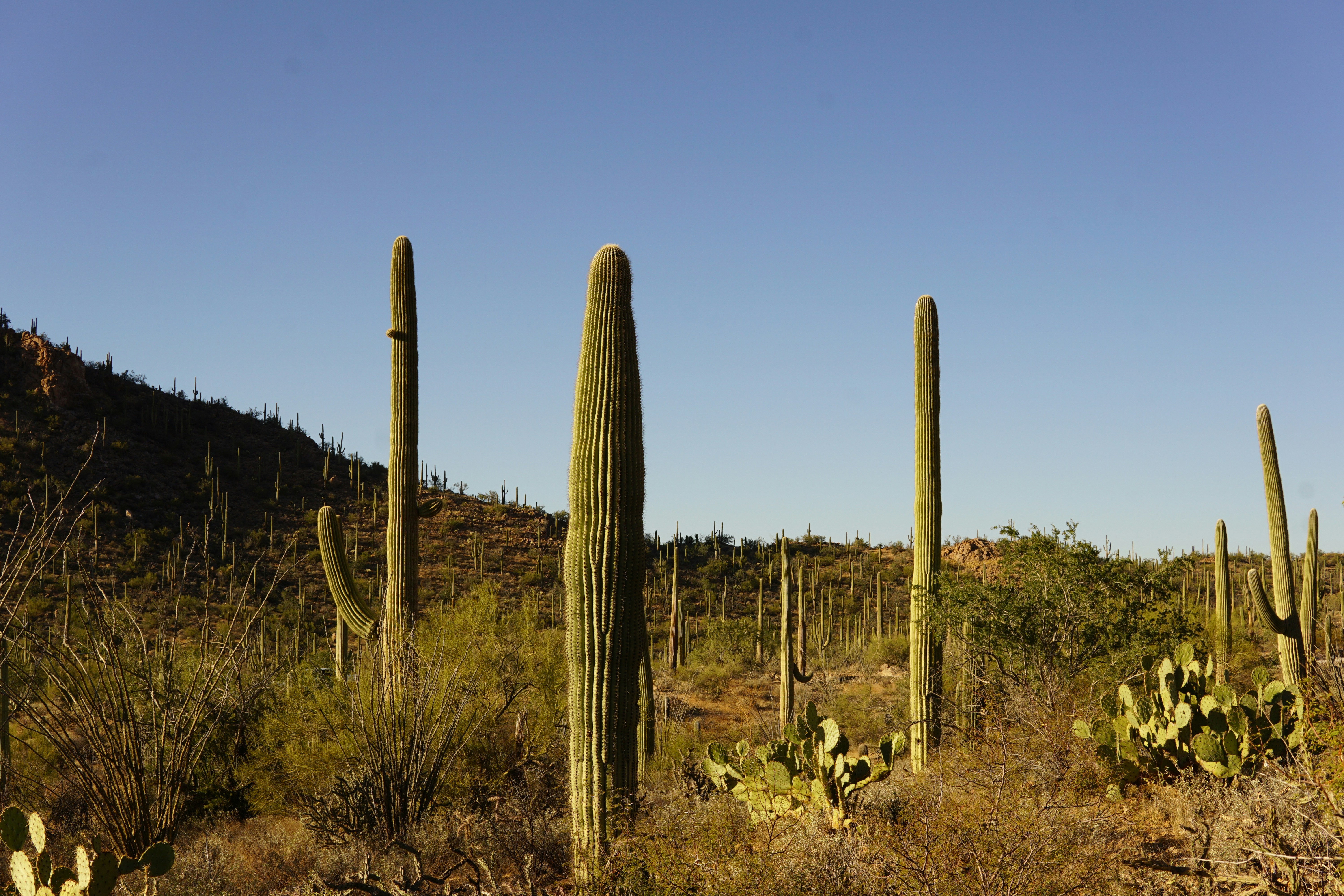 Imágenes de Cactus Del Desierto De Arizona | Descarga imágenes ...