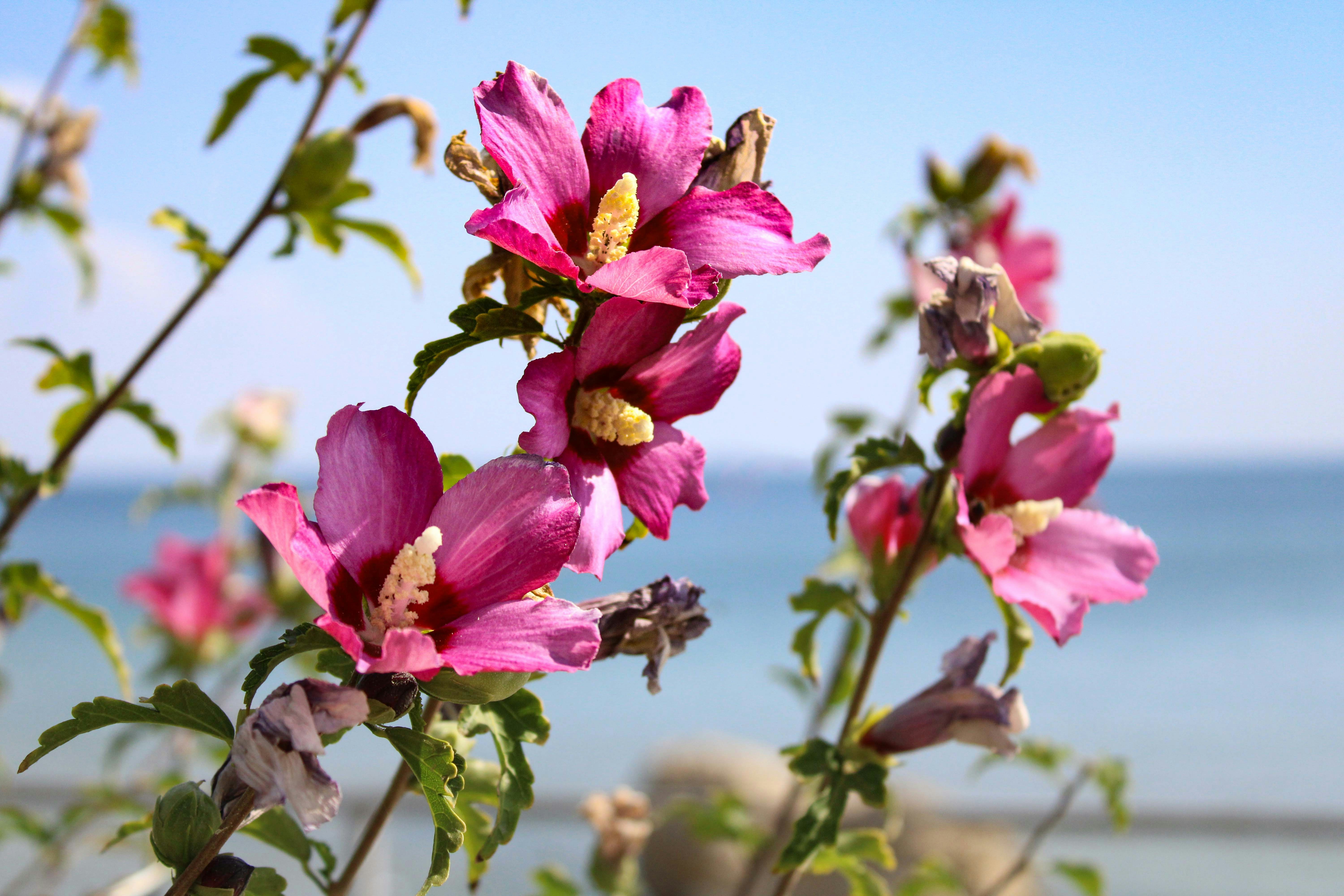 A close up of a pink flower near the ocean photo – Free Plant Image on ...