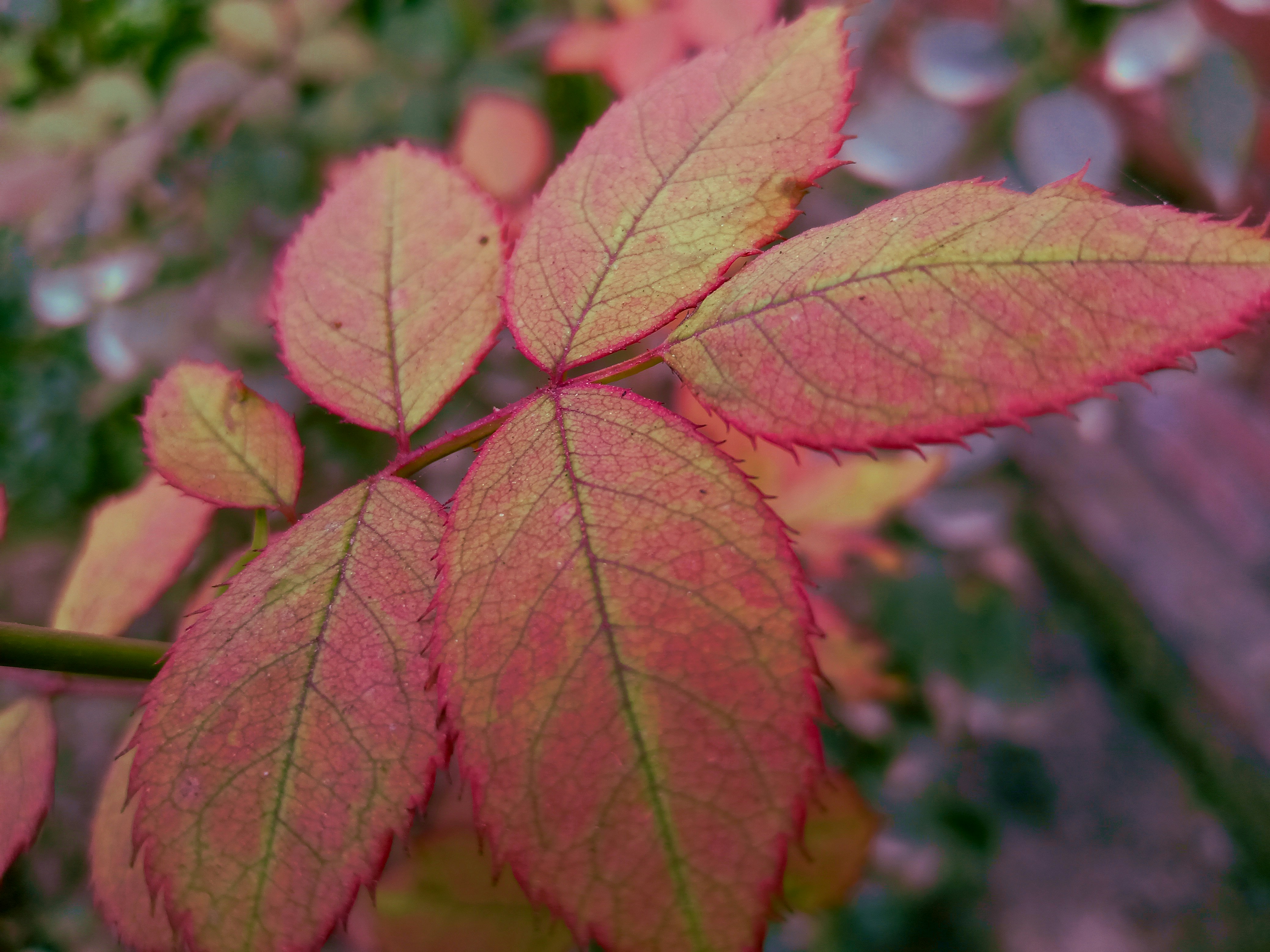Close-up of colorful rose leaves transitioning from green to vibrant shades of pink and yellow, showcasing the beauty of seasonal change.
