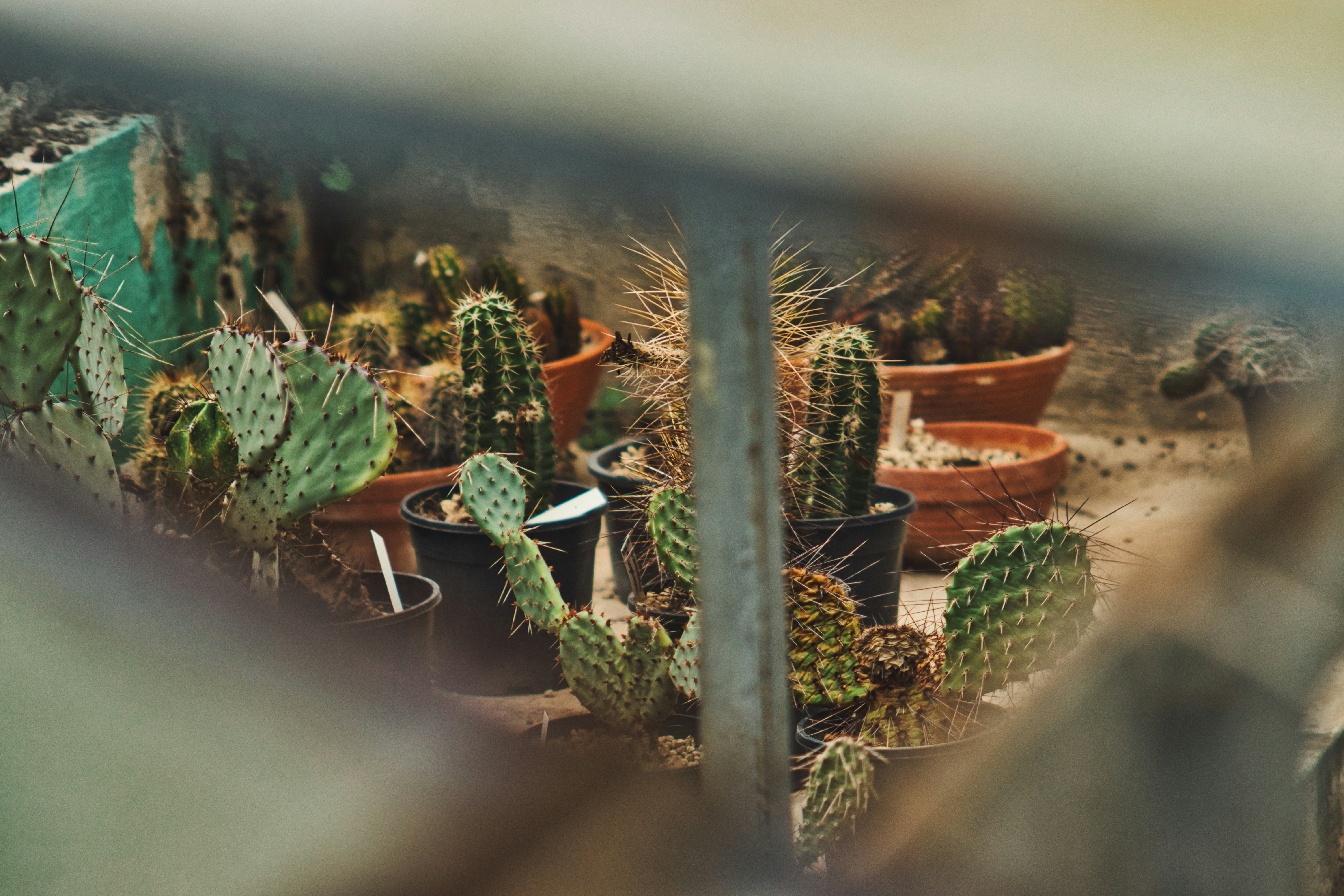 A collection of potted cacti arranged on a rustic surface, showcasing their diverse shapes and textures amidst a blurred background.