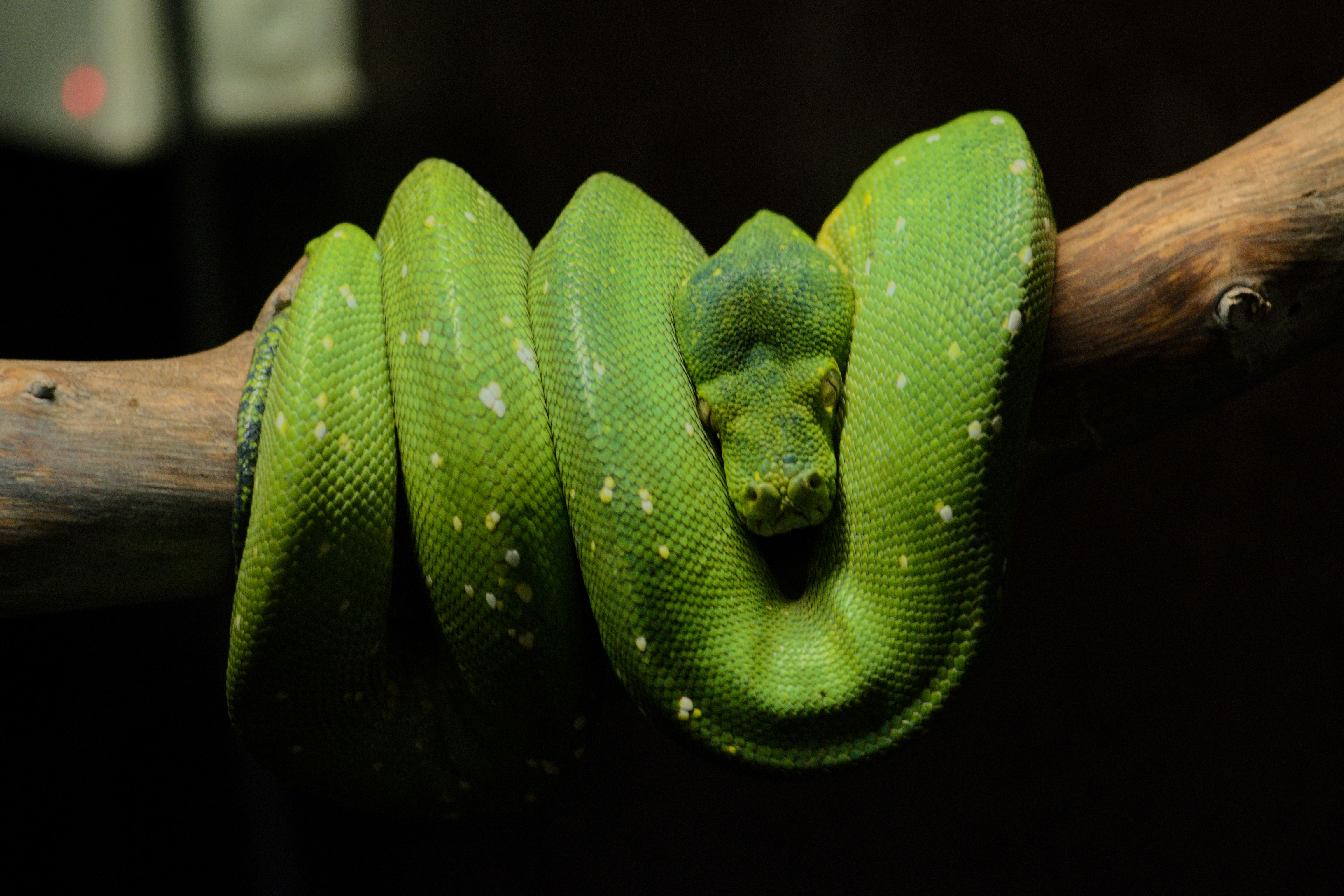 a green snake is curled up on a branch