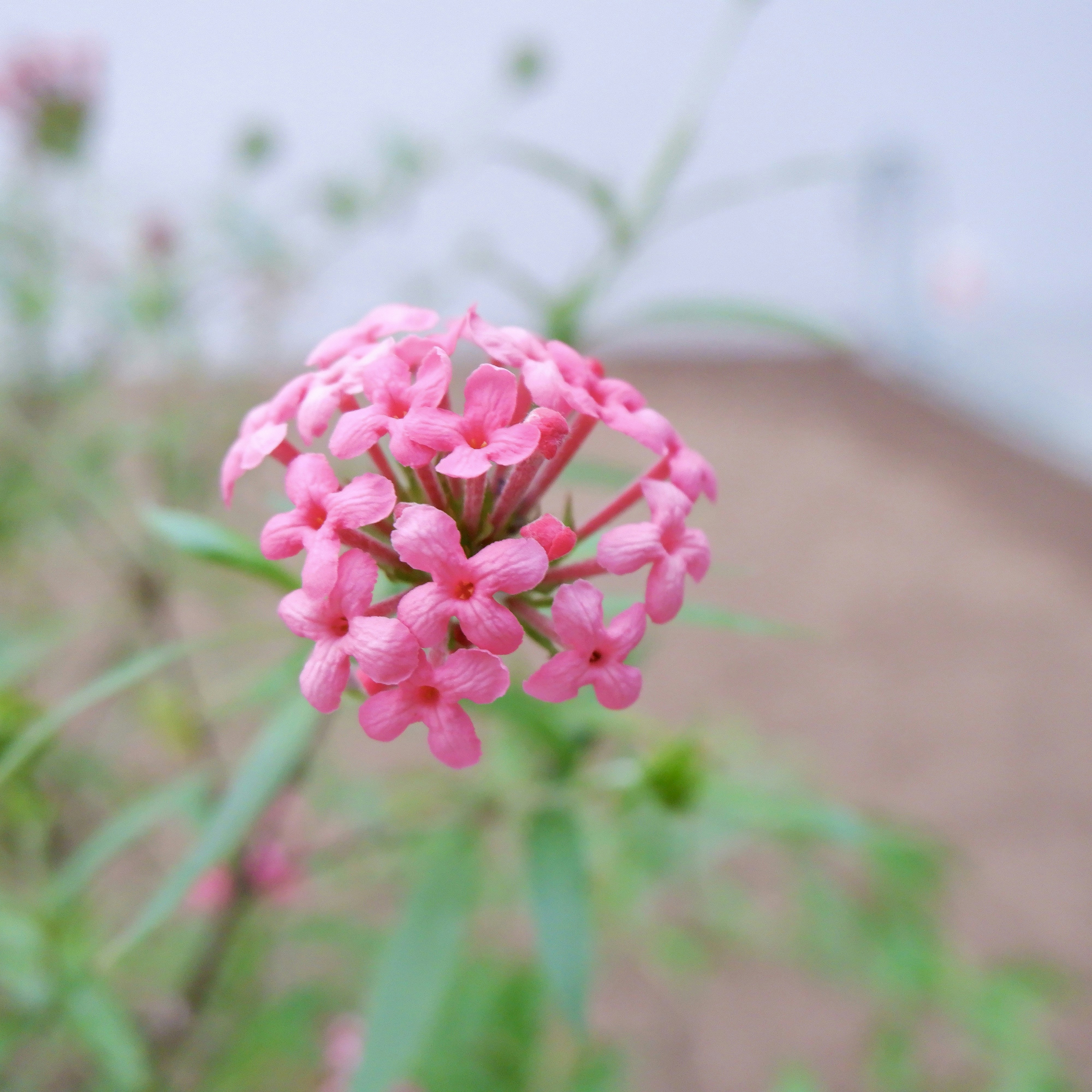 Soft Focus Pink: A Close-Up on Lantana Bloom with Creamy Bokeh