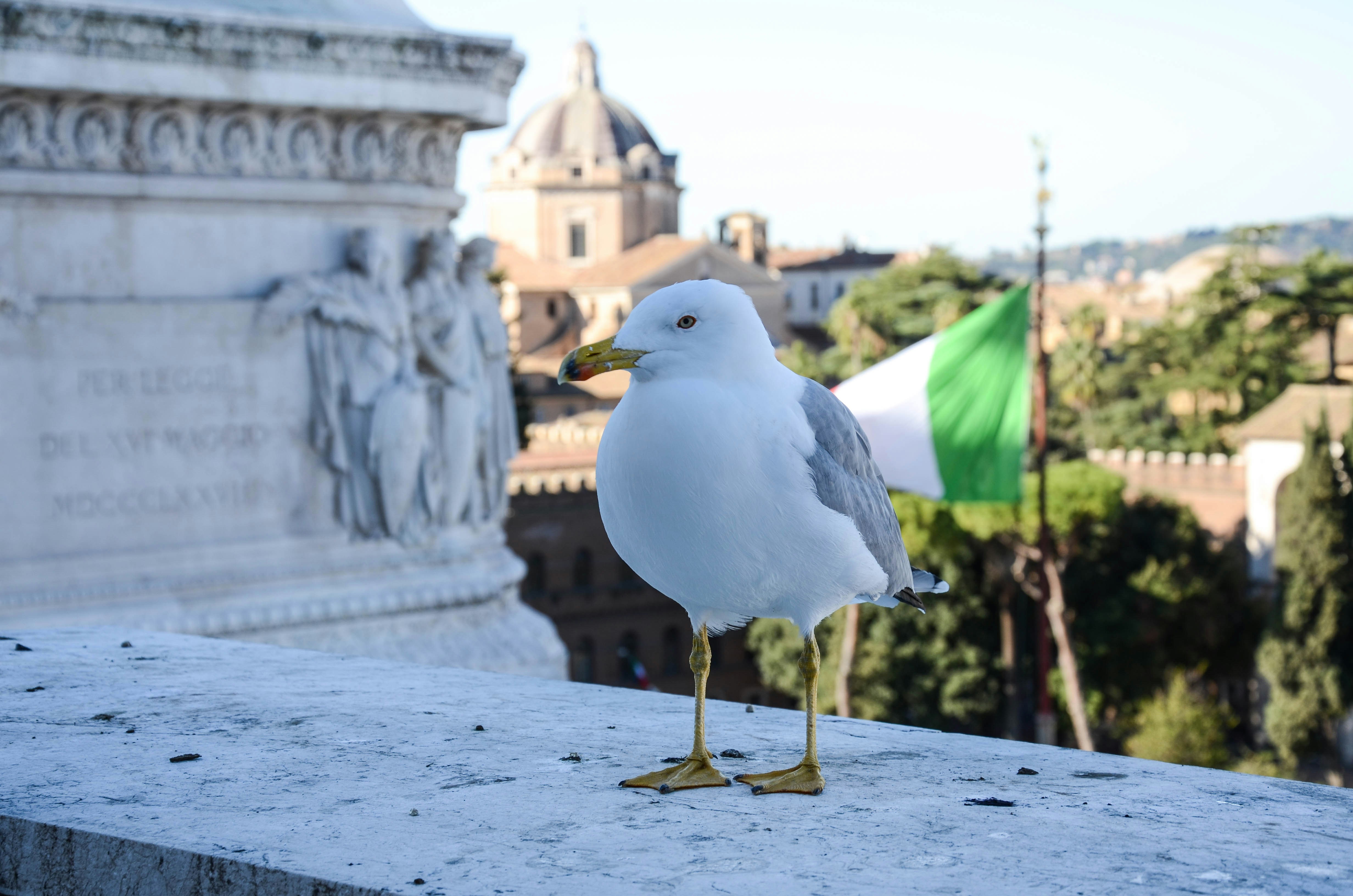 A seagull standing on a ledge in front of a building photo – Free Bird ...