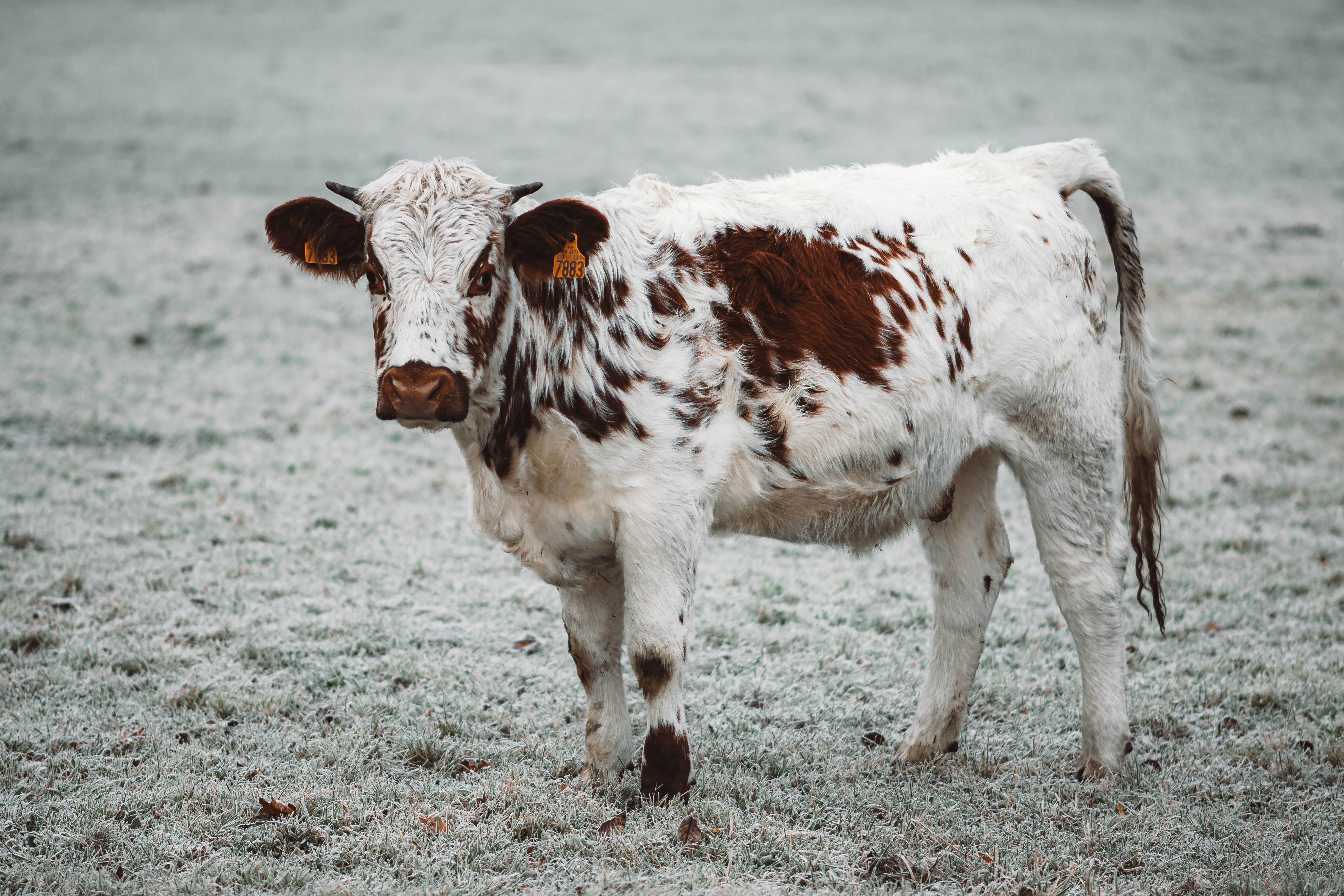 a brown and white cow standing in a field