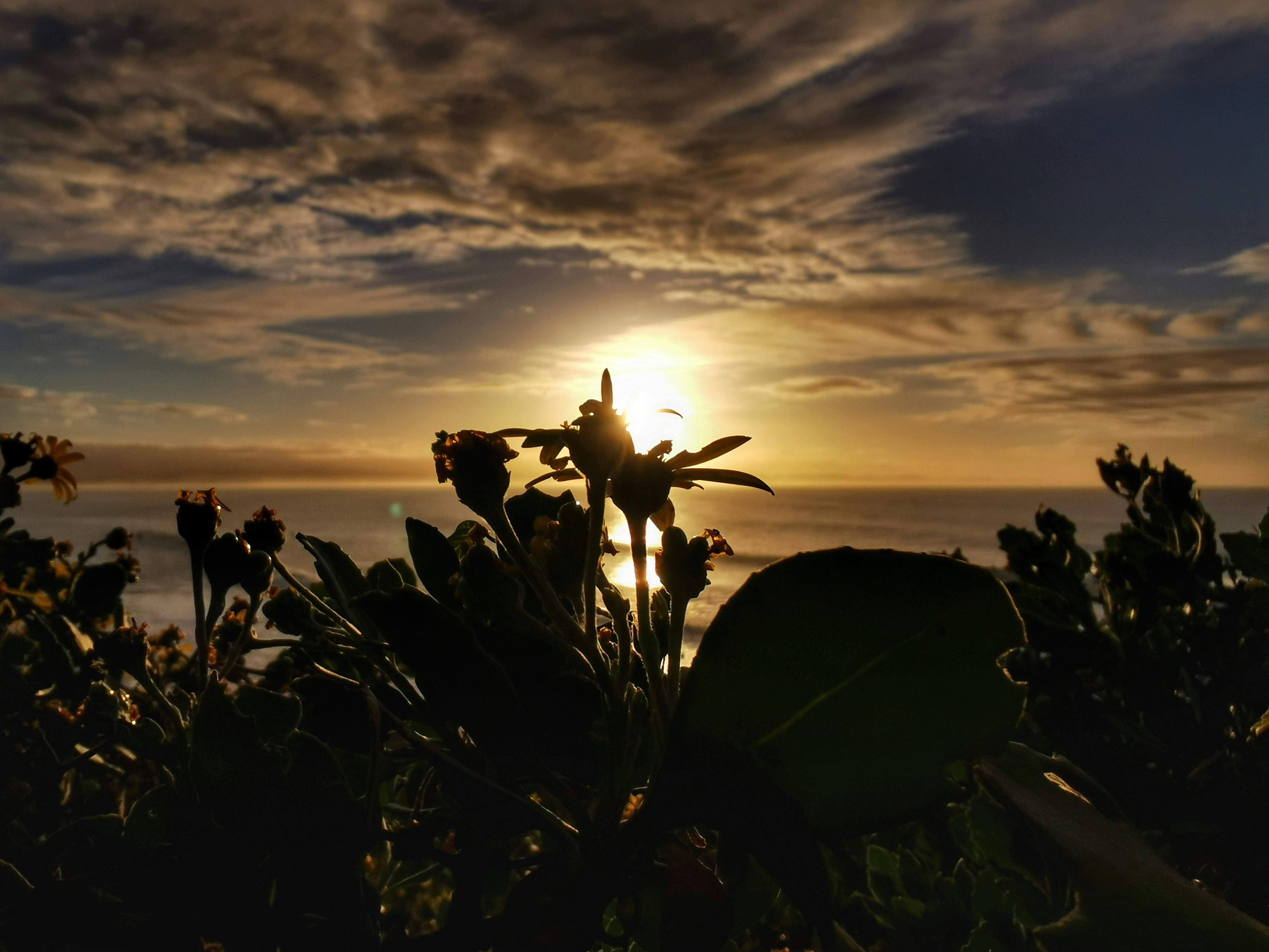 Backlit Horizon: Foliage Framing a Sunset Over the Ocean