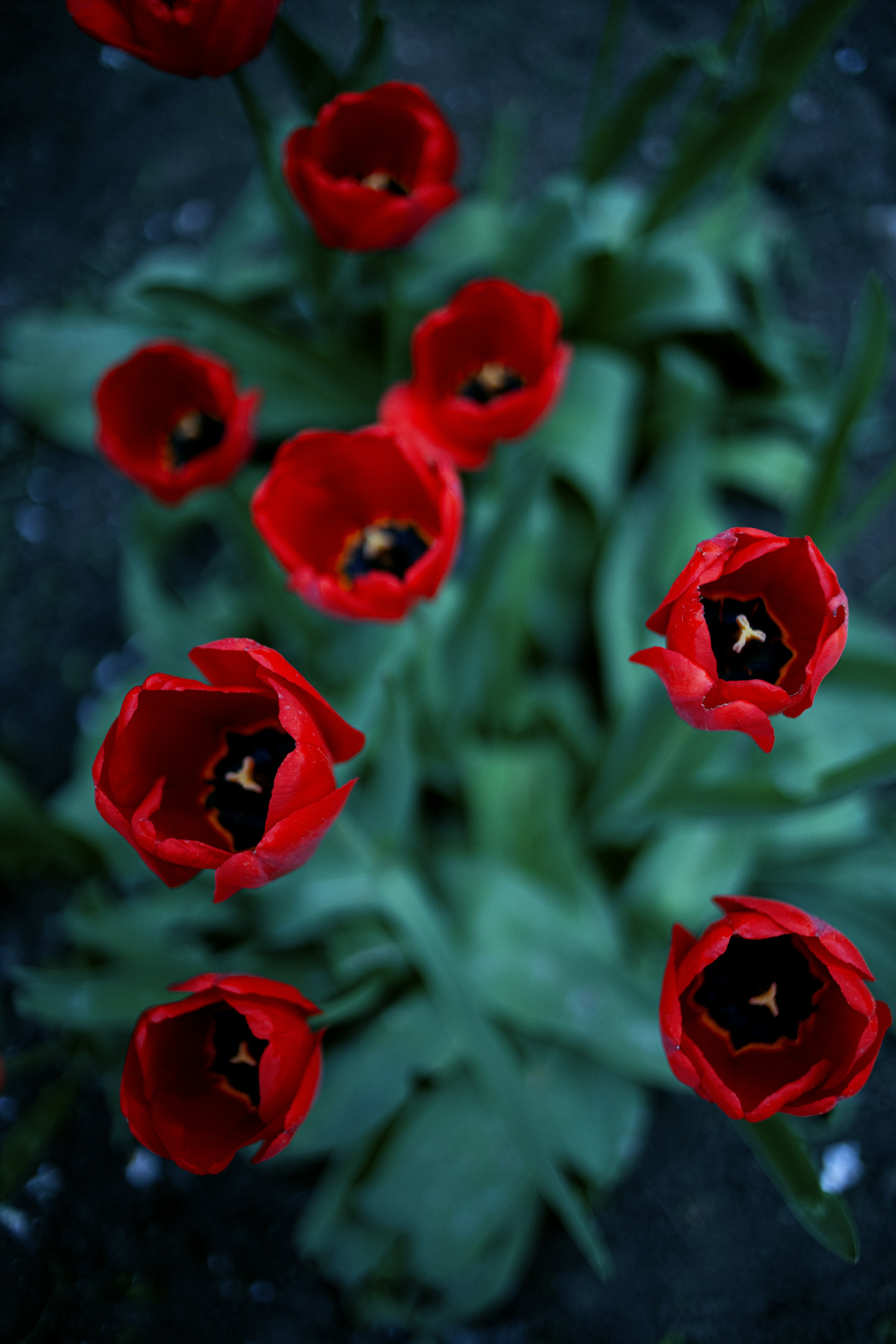 a group of red flowers sitting on top of a lush green field