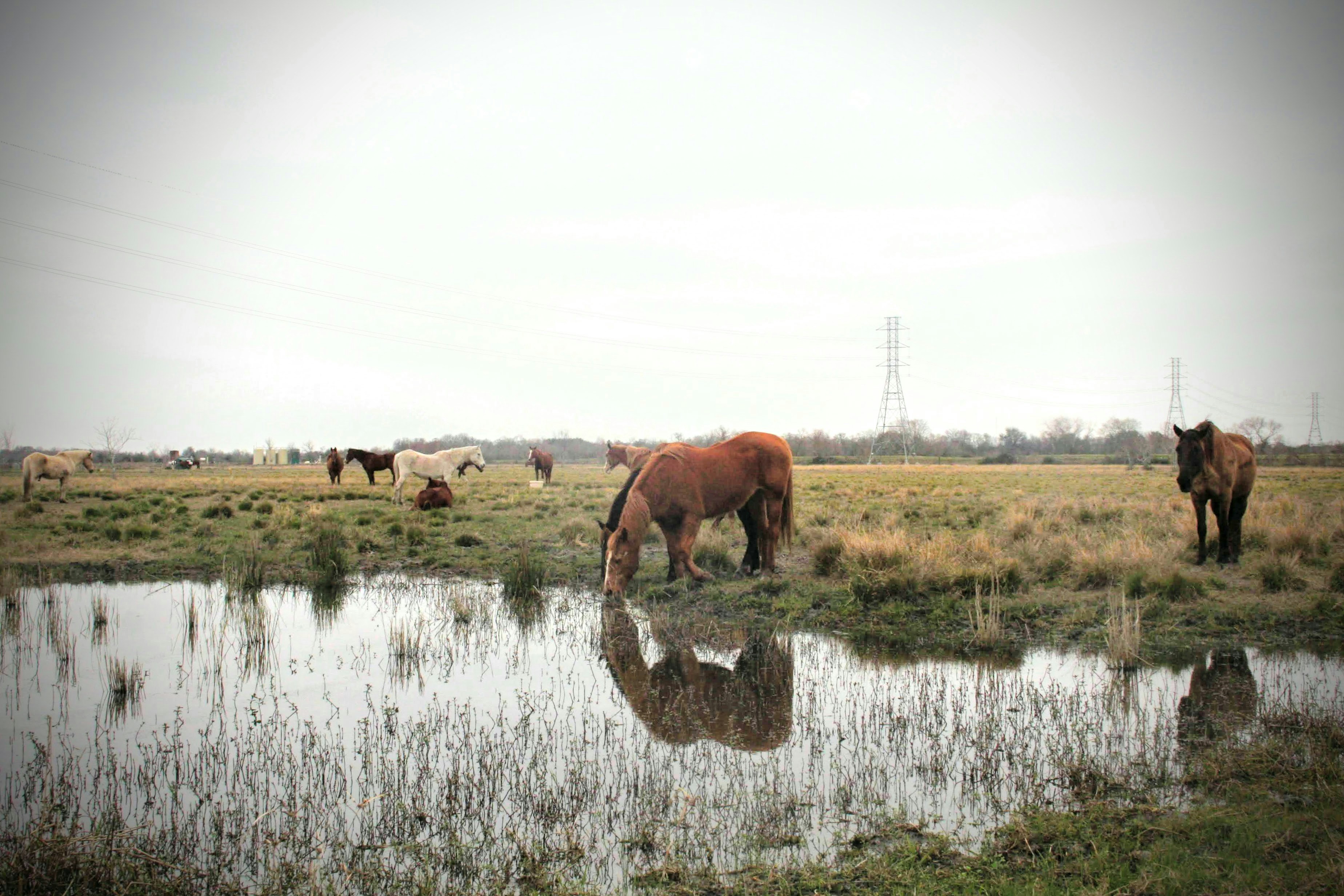 Reflections and Hooves: A Brown Mare Drinks at the Wetland Edge