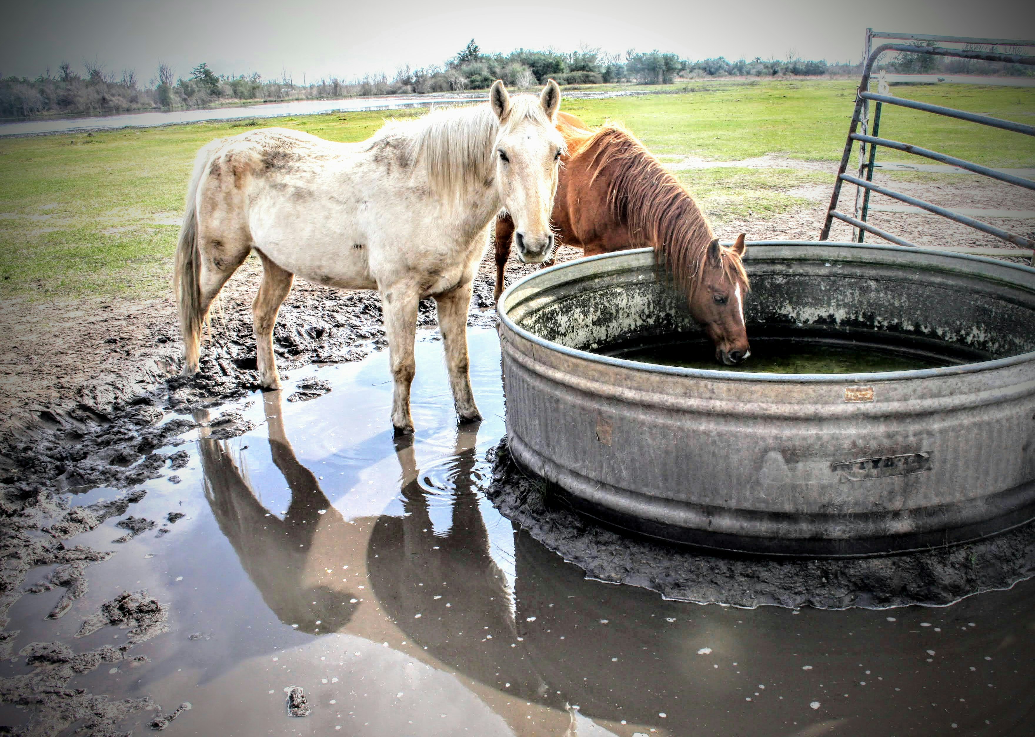 Companions by the Muddy Watering Hole: A Quiet Paddock Moment