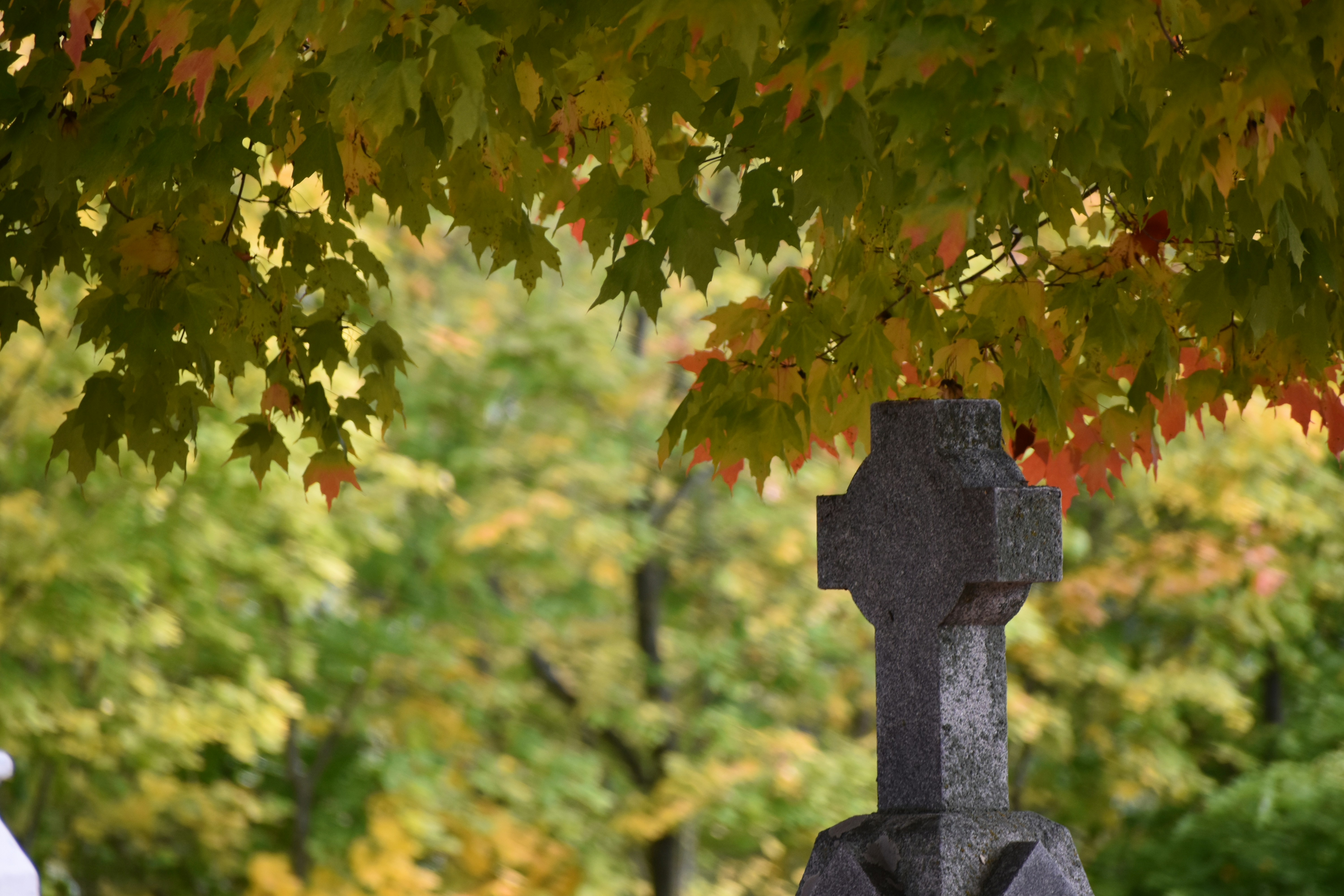Autumn Canopy Over a Weathered Cross