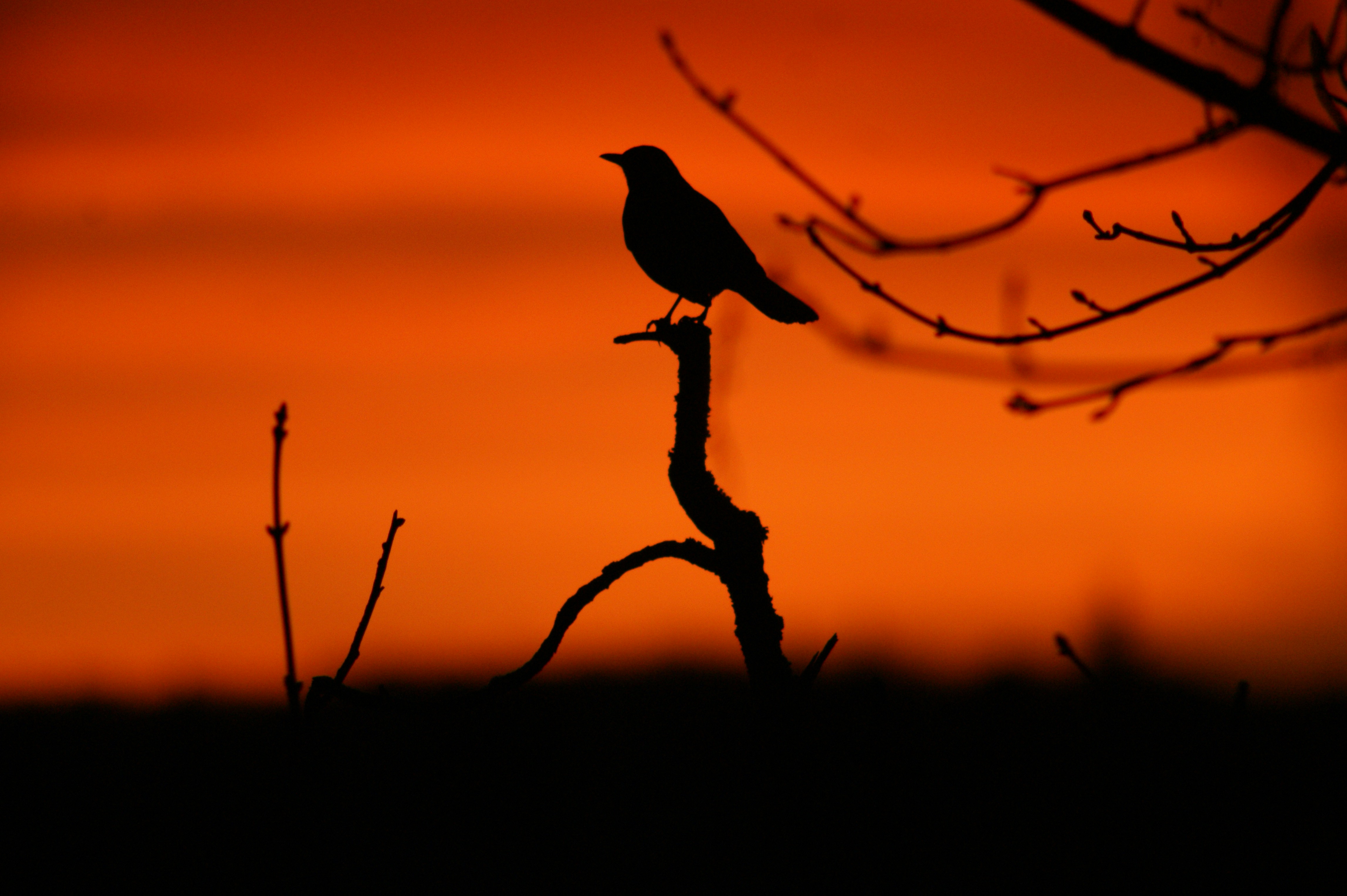 A solitary bird perched on a twisted branch against a vibrant orange sunset sky.