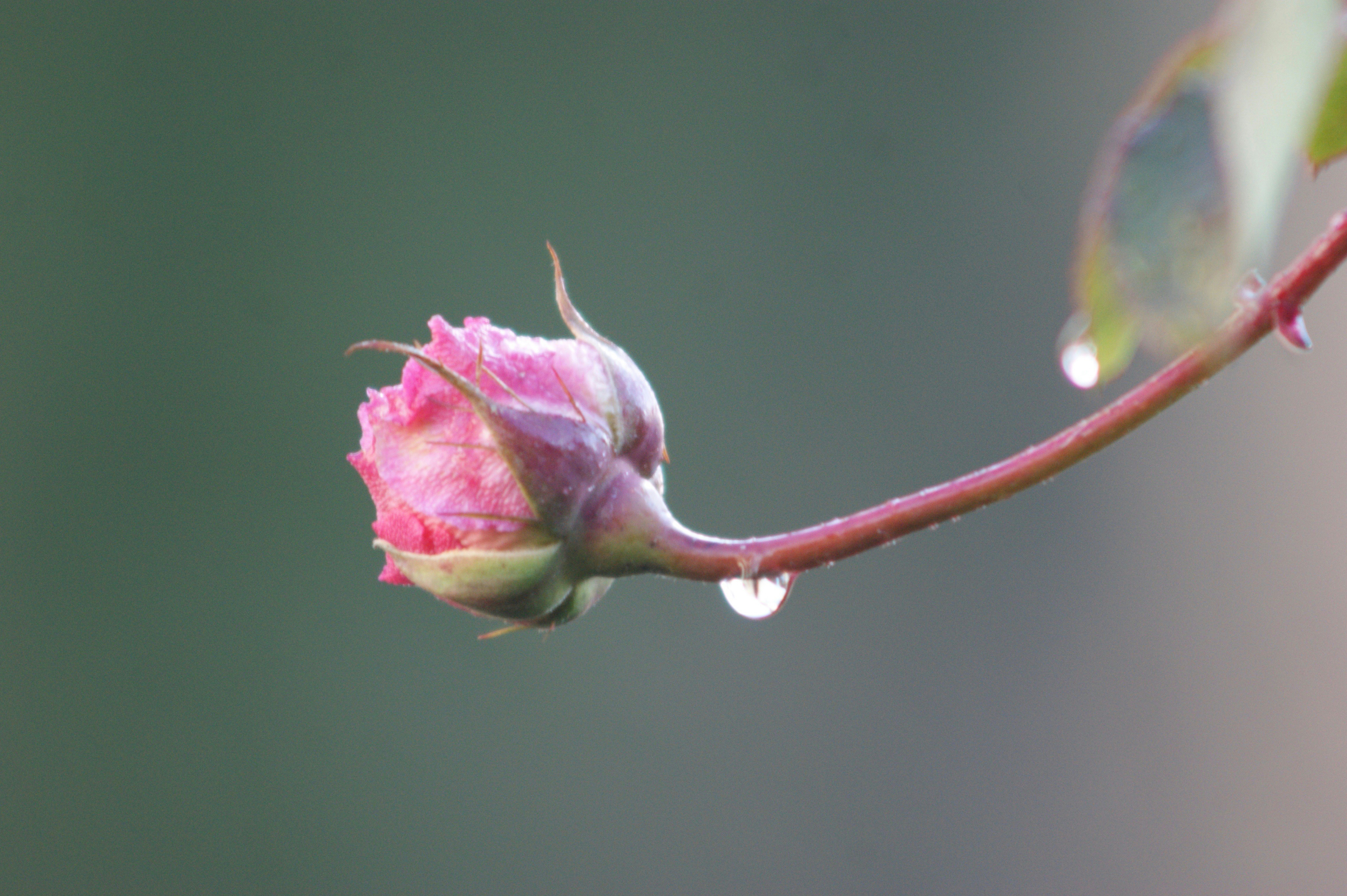 Delicate pink rosebud clinging to a slender stem with a droplet of water, set against a softly blurred background.