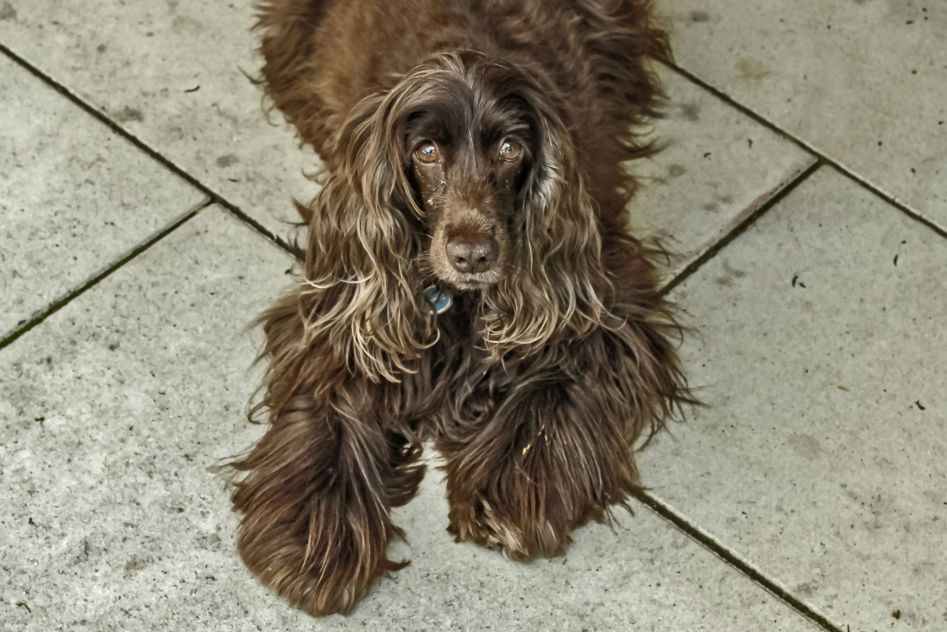 Brown Cocker Spaniel on Tilted Tile Flooring