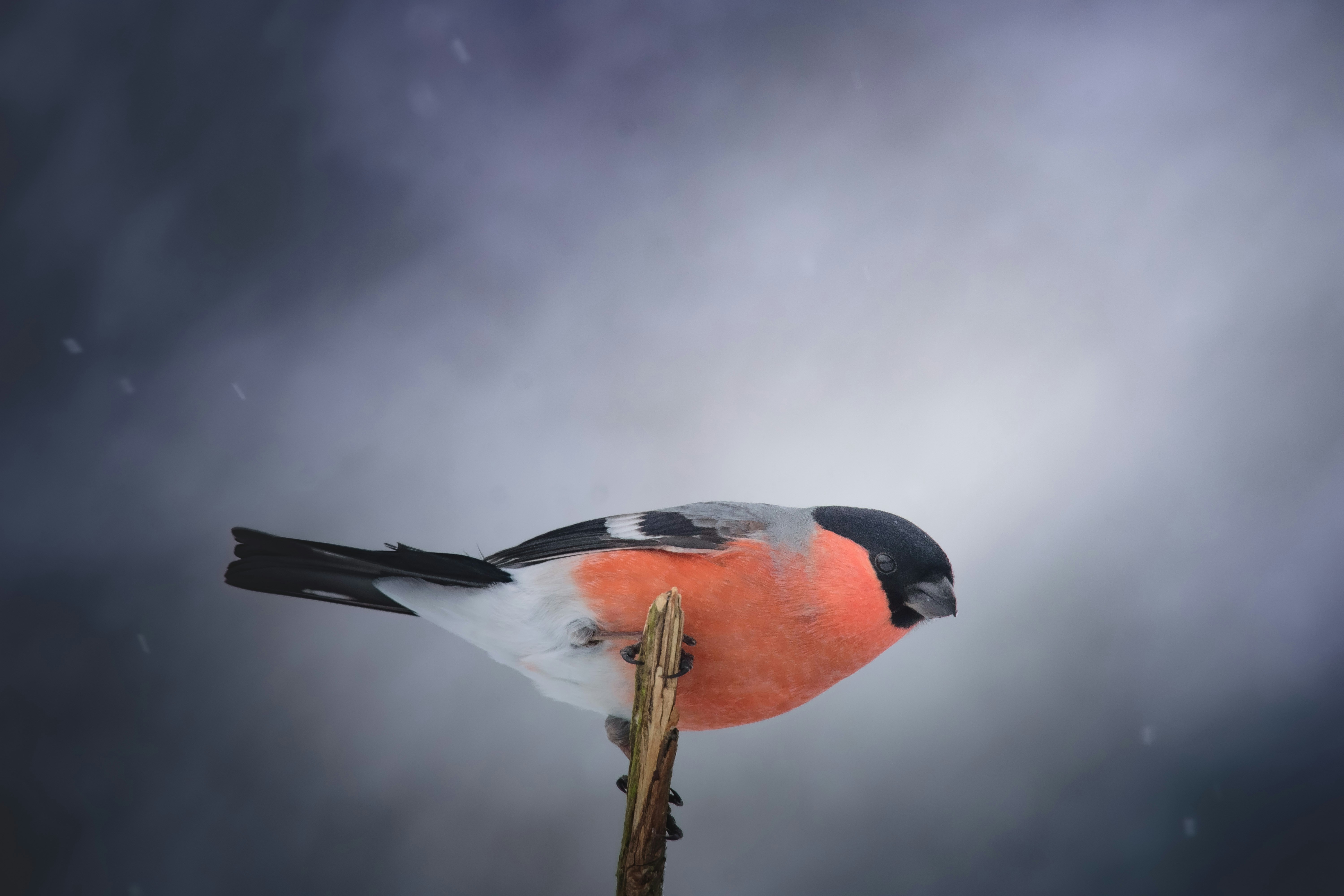 Bullfinch perched gracefully on a branch against a softly blurred background, embodying tranquility in nature.