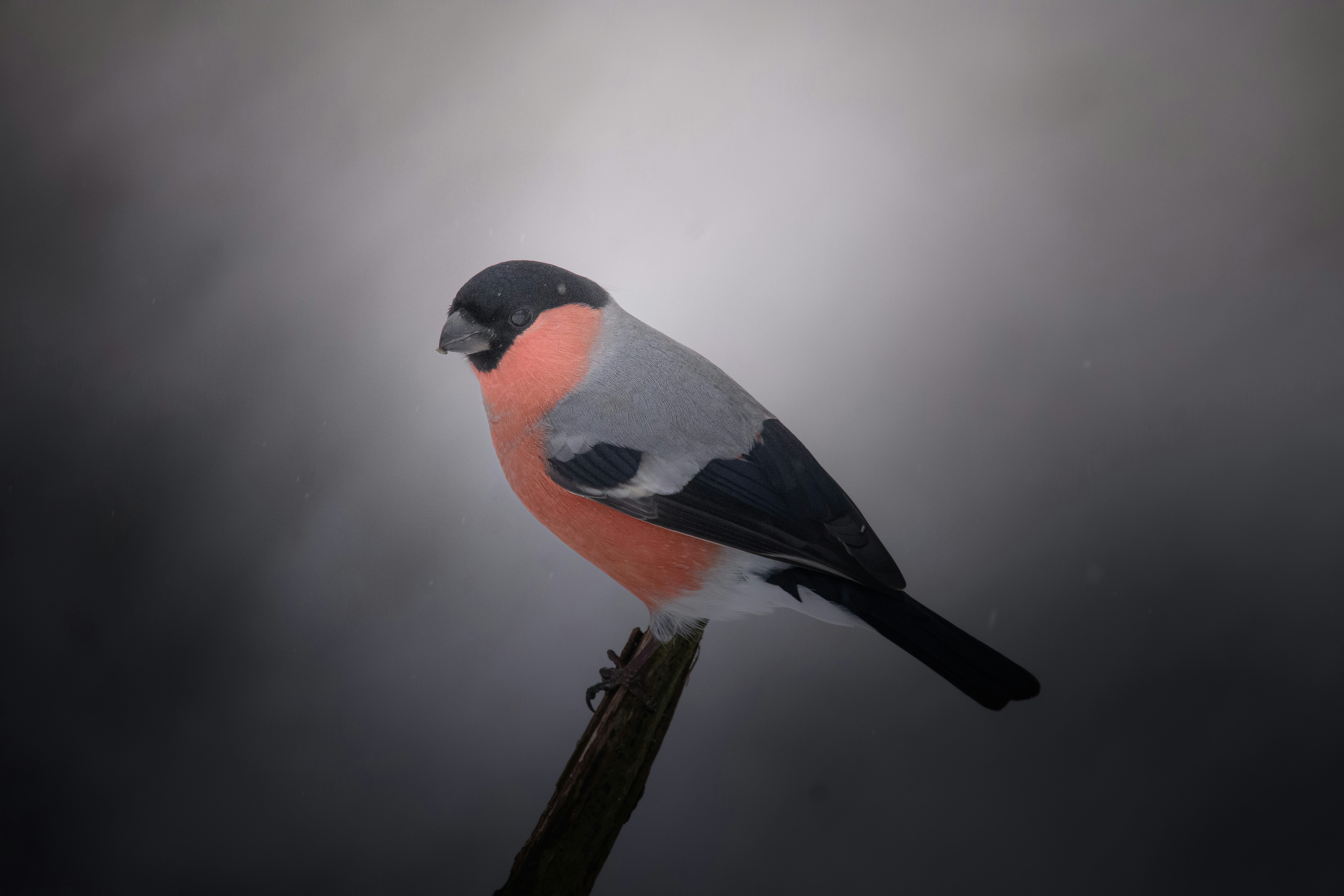 Bullfinch on a Weathered Post: Coral Chest in a Quiet, Mist-Soaked Setting