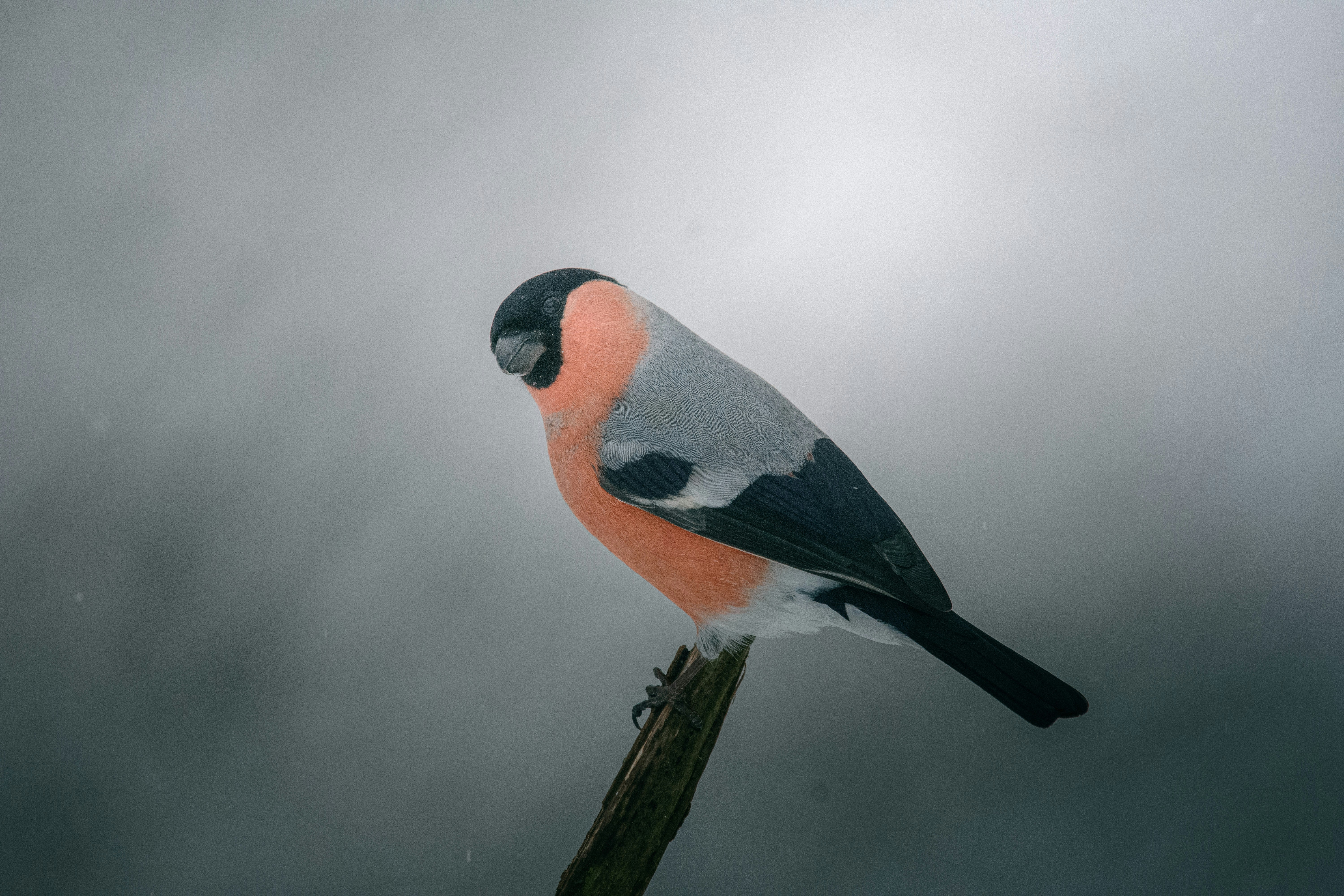 Rosy-Chested Bullfinch on a Rain-Wet Twig