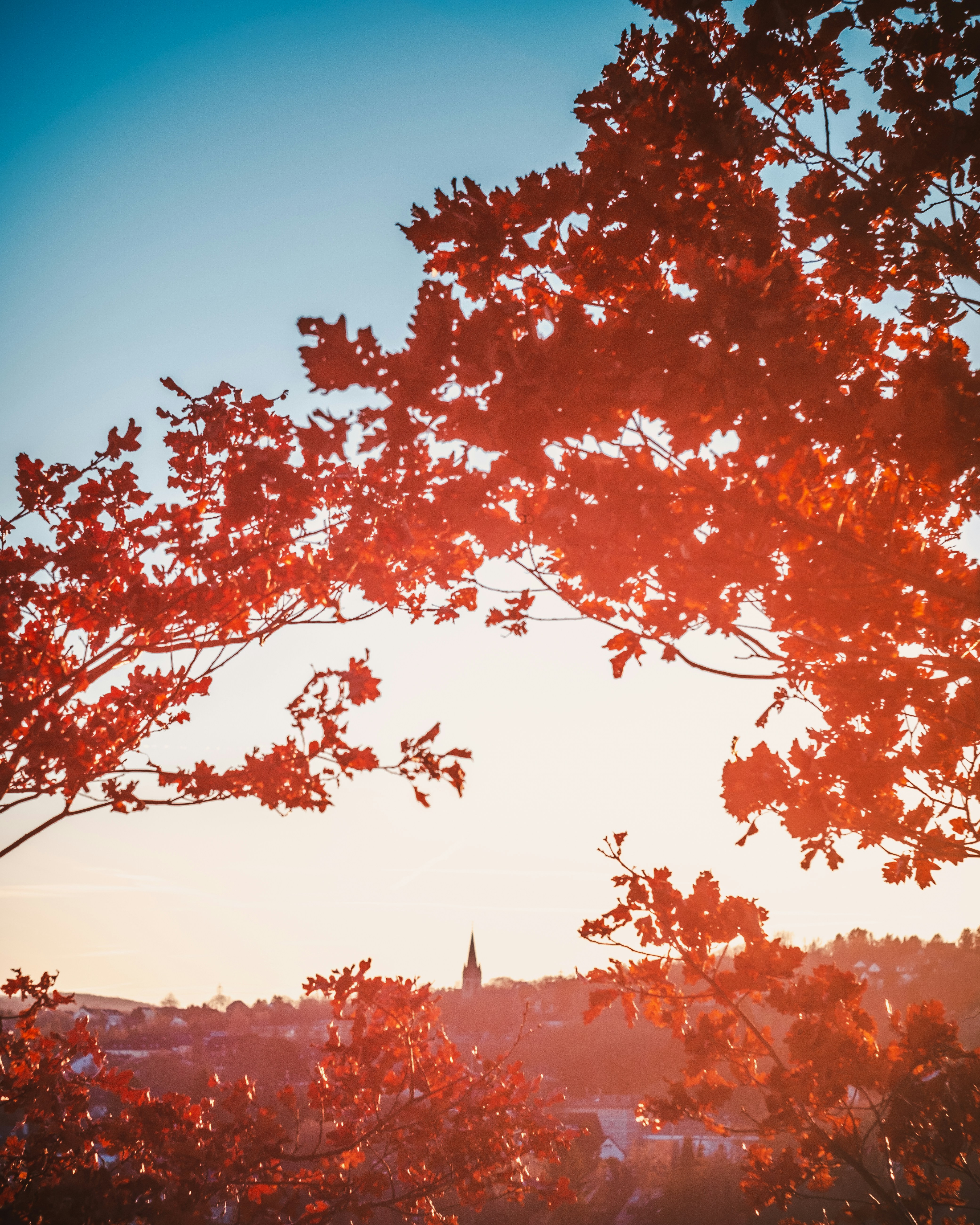 Sunlit Crimson Foliage Framing a Distant Church Spire