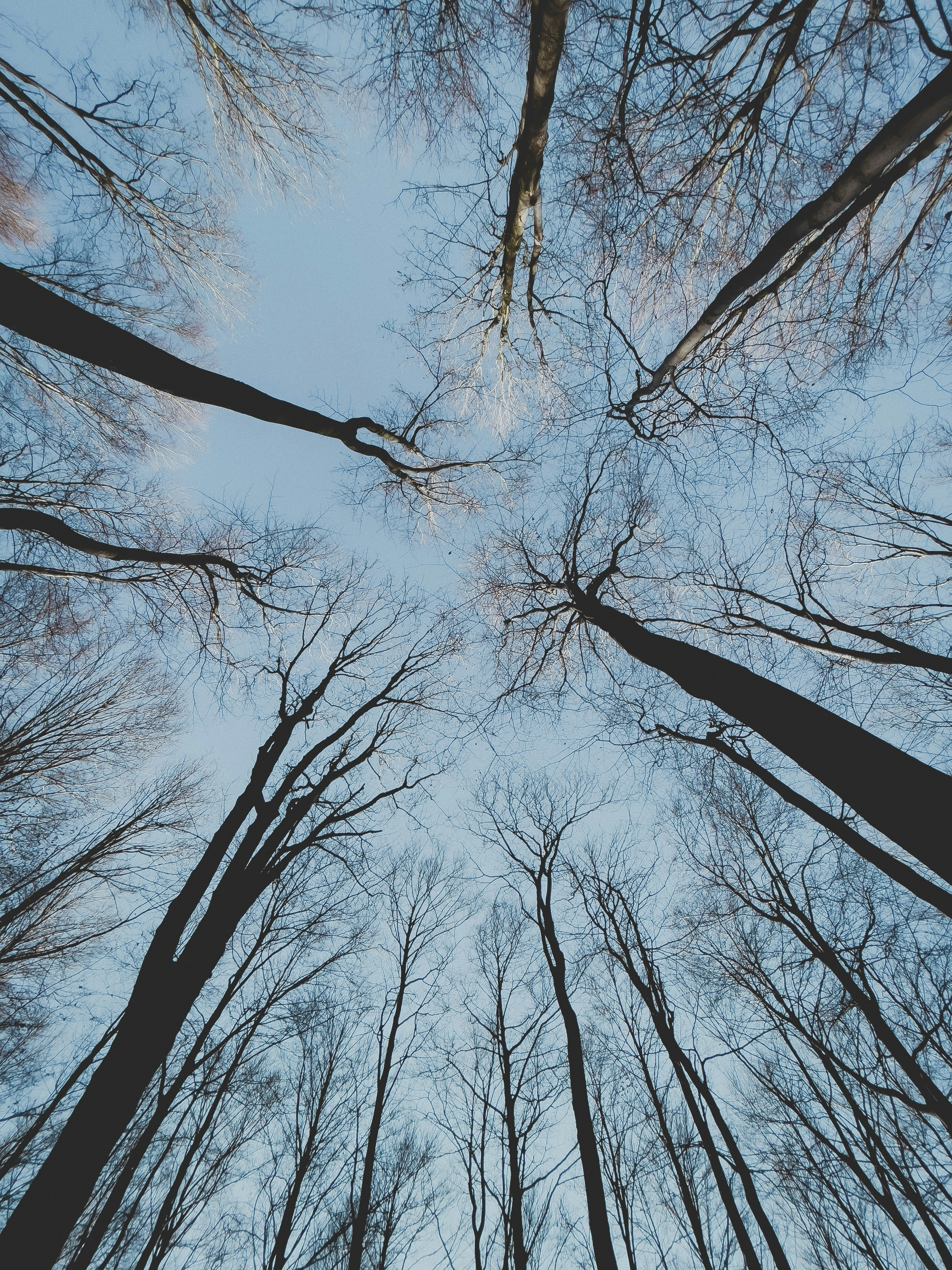 A canopy of bare trees stretches towards a clear blue sky, creating a striking contrast between nature and the open air.