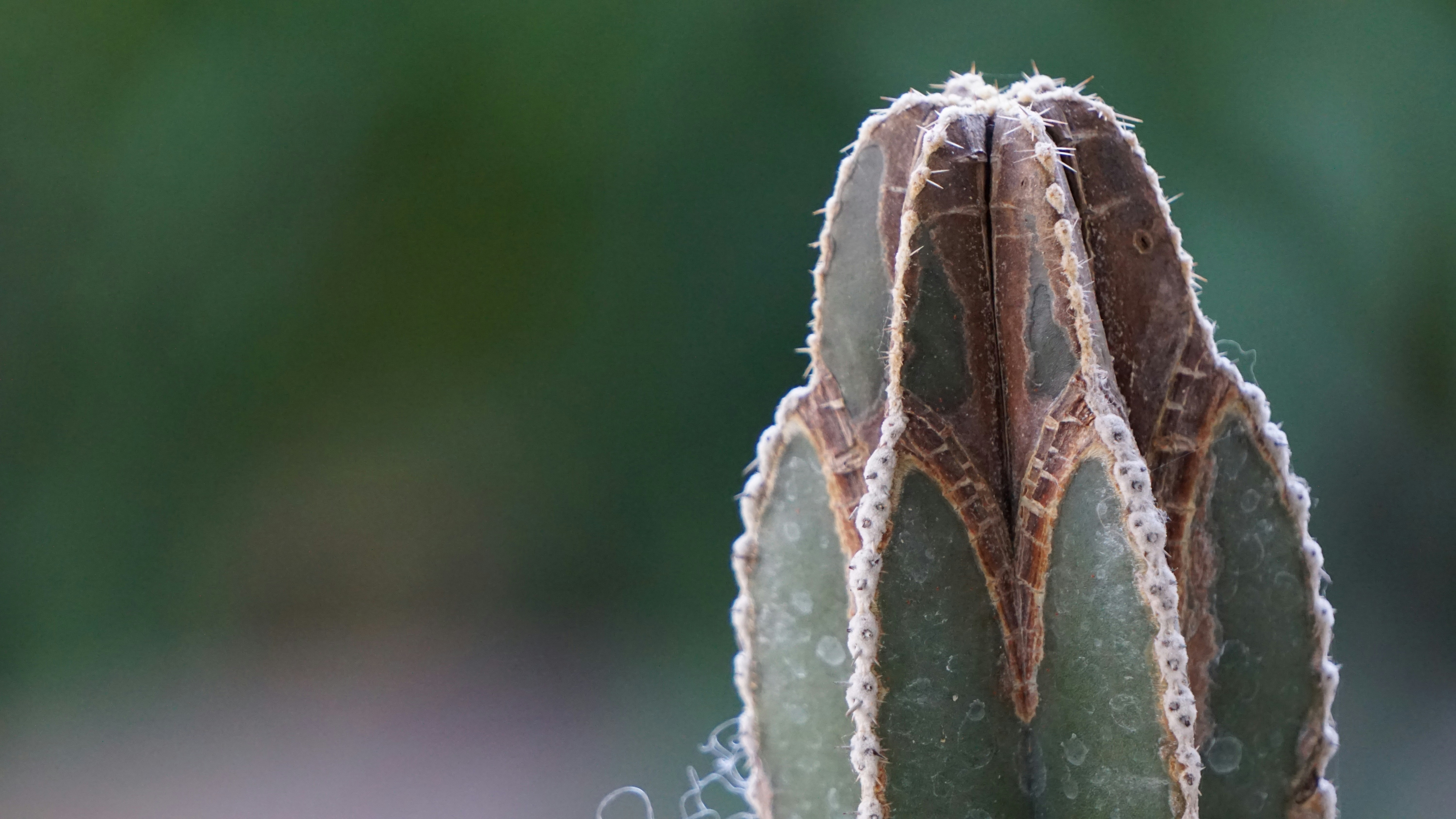 Frost-Trimmed Bud: A Macro Portrait of Velvet Petal Ridges
