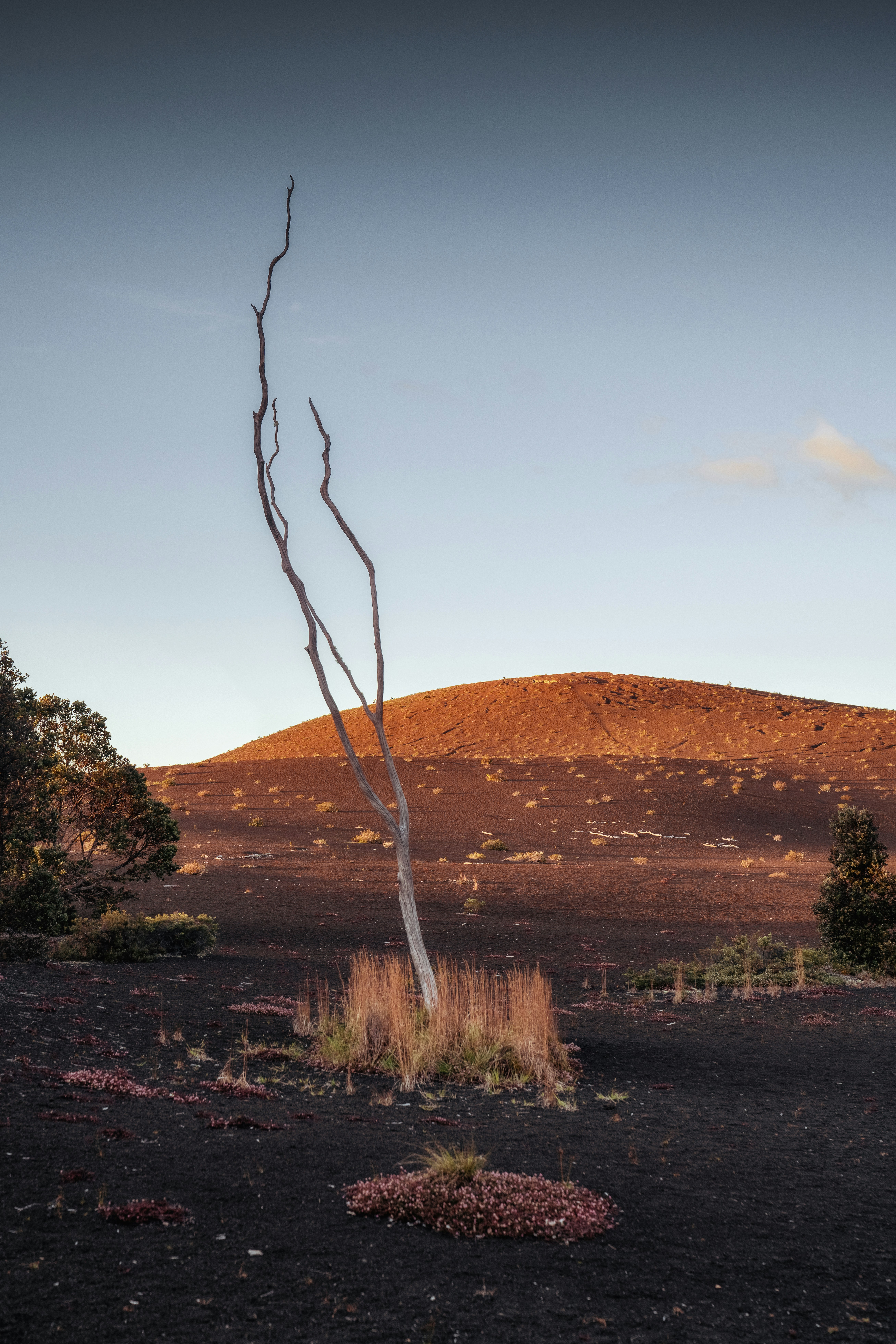 Twisted Sentinel on a Desolate Plain at Dusk