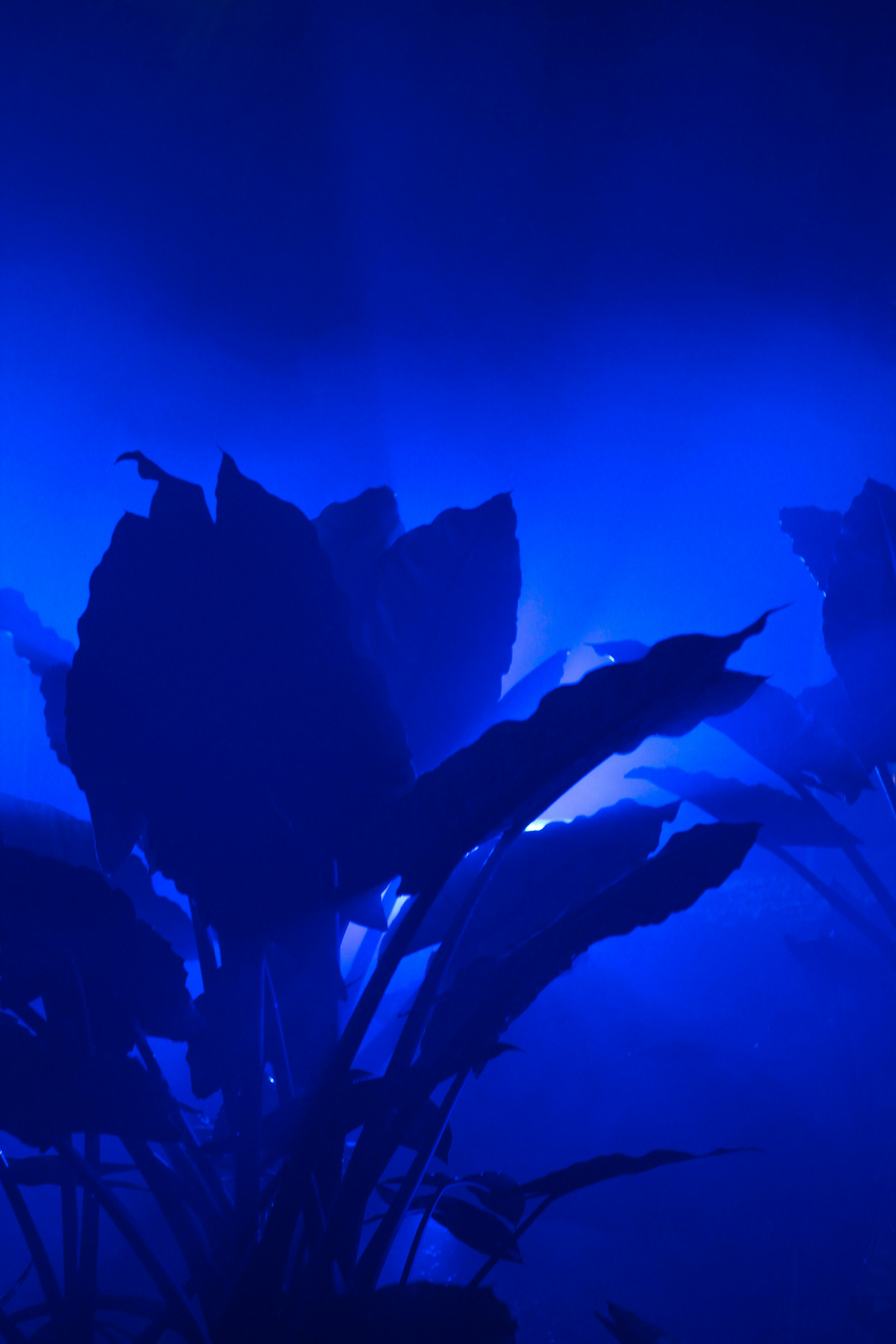 Silhouetted leaves emerge from a misty blue haze, creating an ethereal atmosphere. The interplay of light and shadow enhances the surreal quality of the scene.