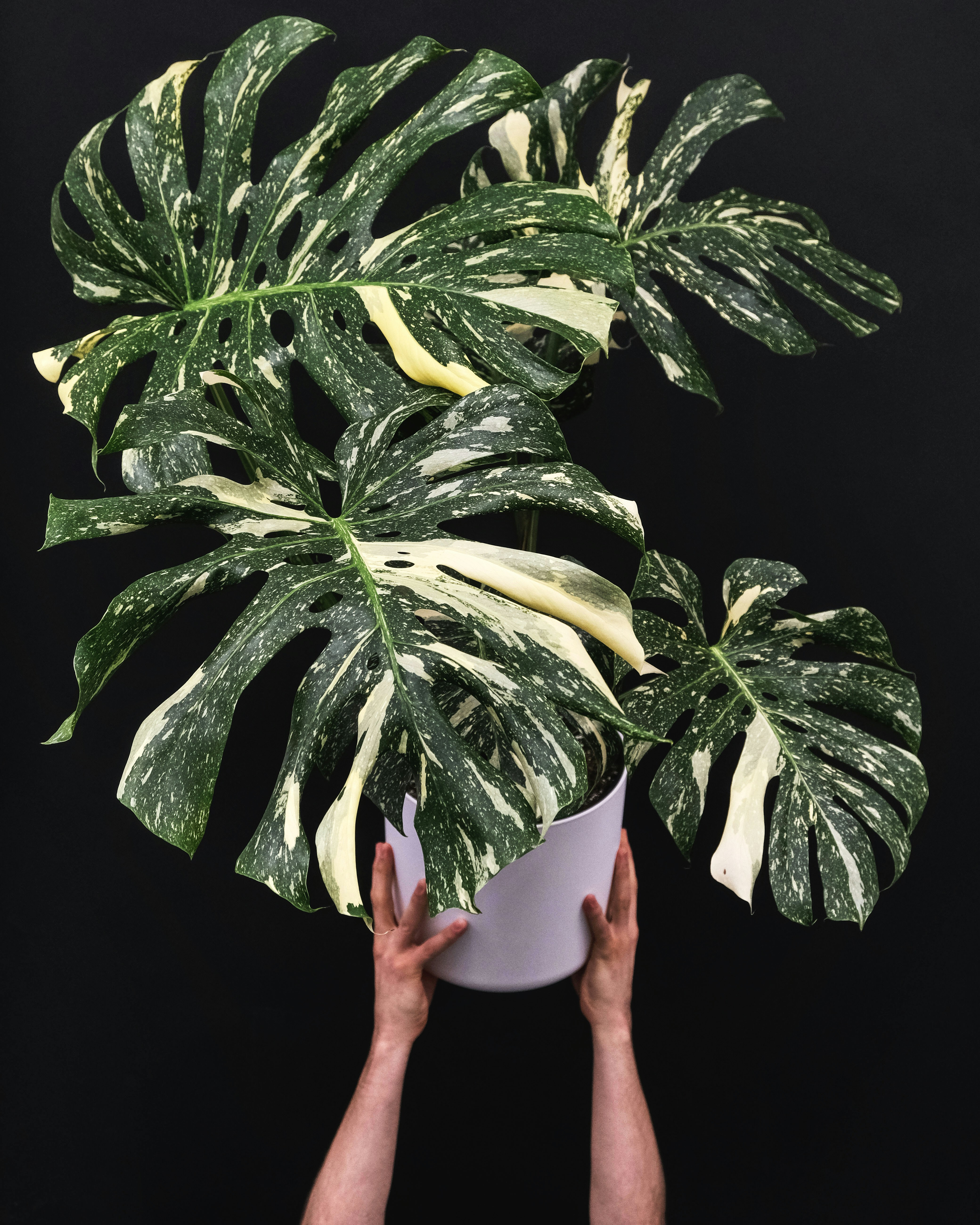 Cream-Variegated Monstera in a Black Studio Backdrop
